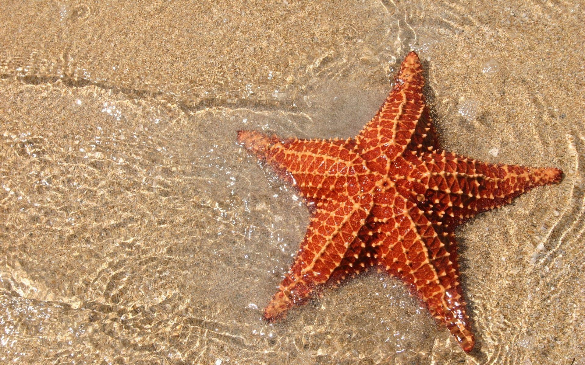 Sea Star Wallpapers - Top Free Sea Star Backgrounds - WallpaperAccess