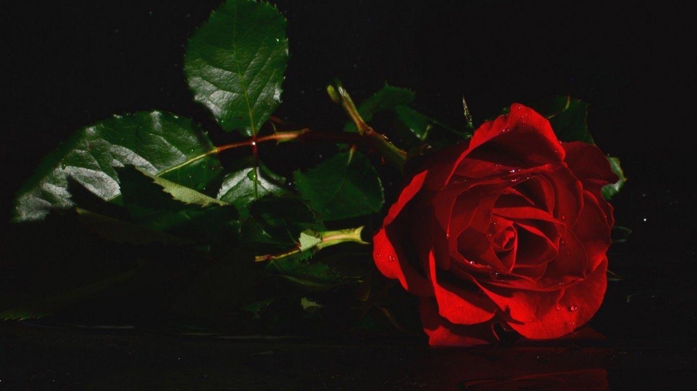 Red Rose Laptop Wallpapers - Top Free Red Rose Laptop Backgrounds ...
