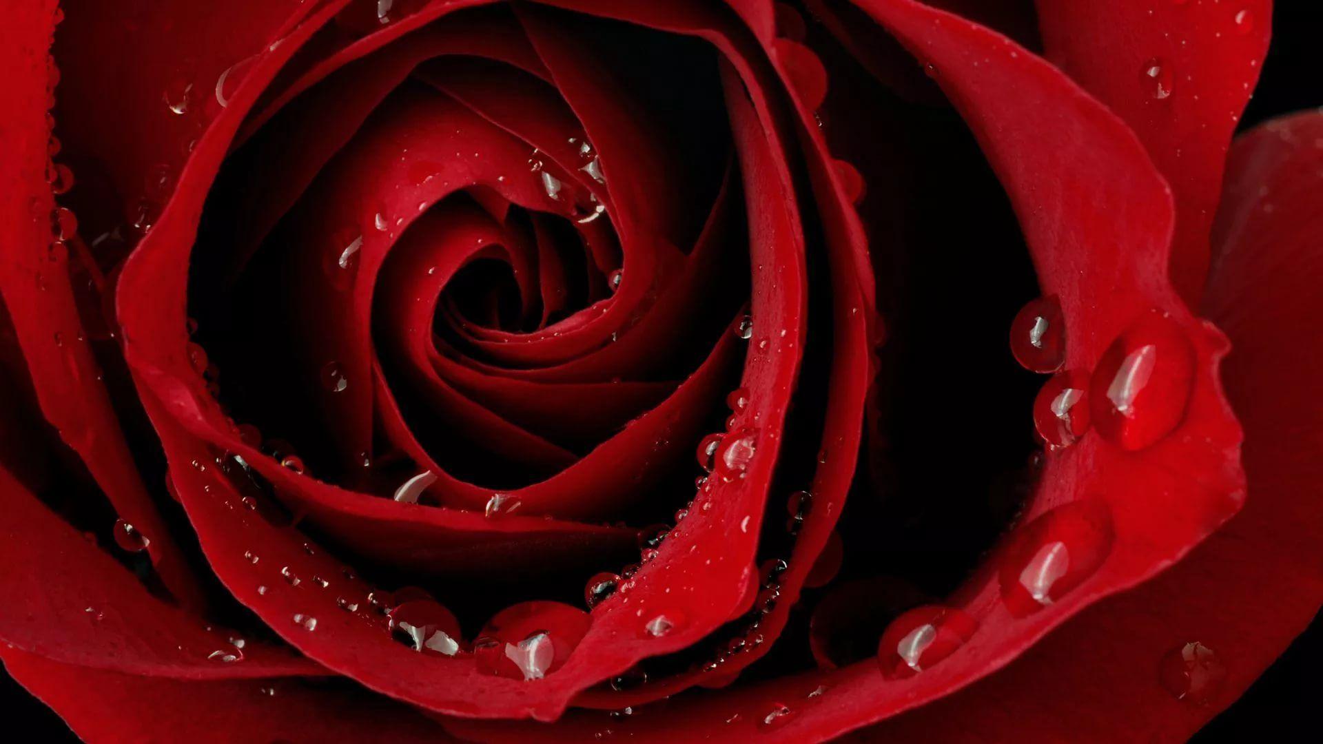 Roses Laptop Wallpapers - Top Free Roses Laptop Backgrounds ...