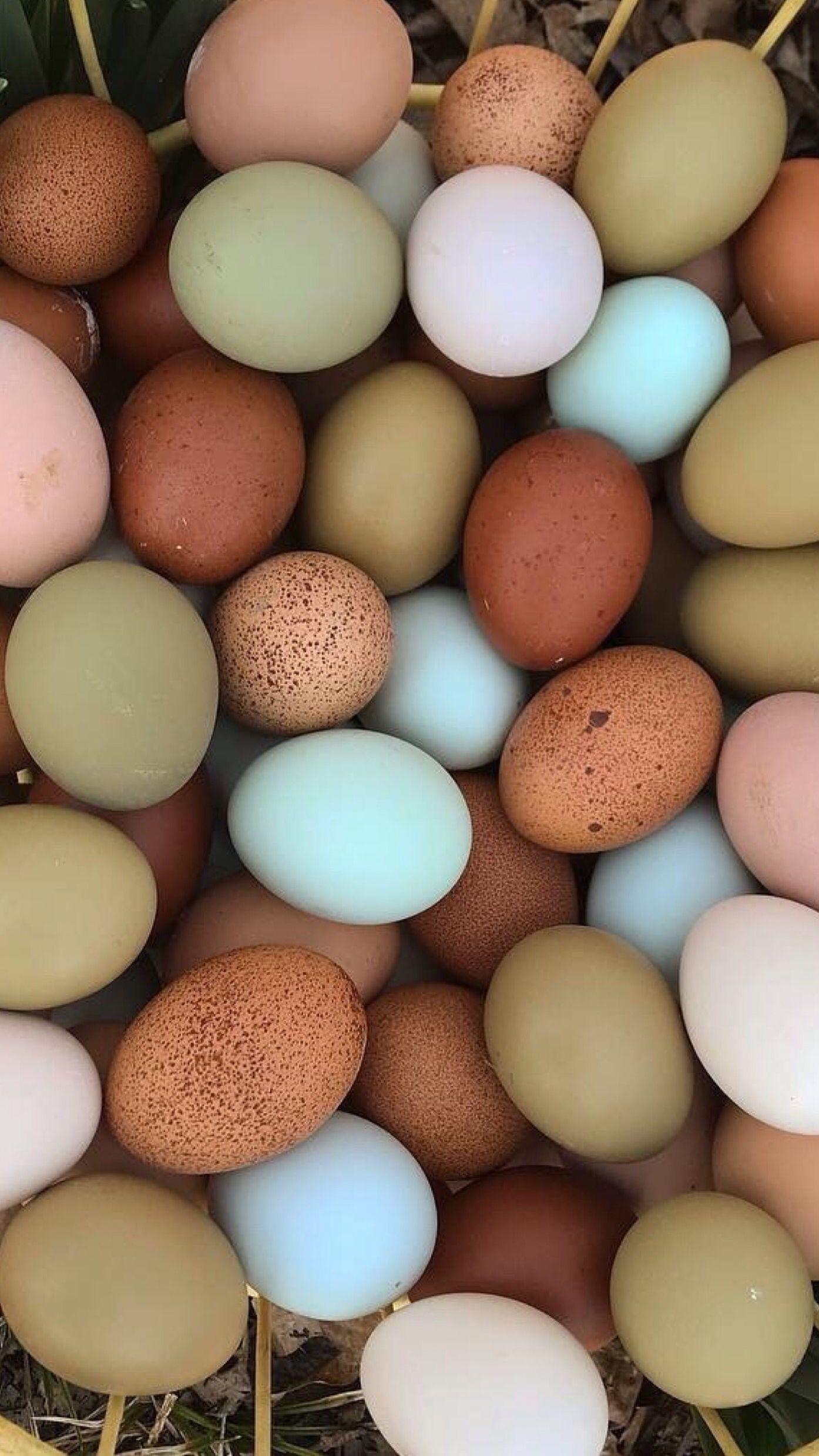 Eggs Wallpapers - Top Free Eggs Backgrounds - WallpaperAccess