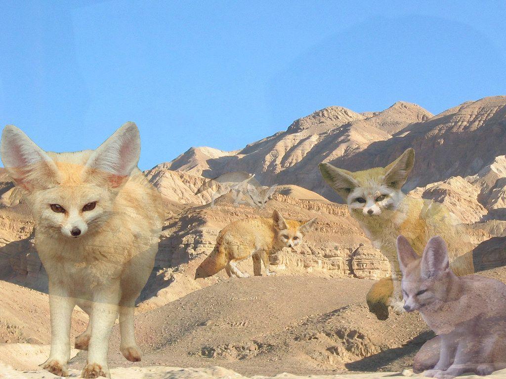 Desert Fox Wallpapers - Top Free Desert Fox Backgrounds - WallpaperAccess