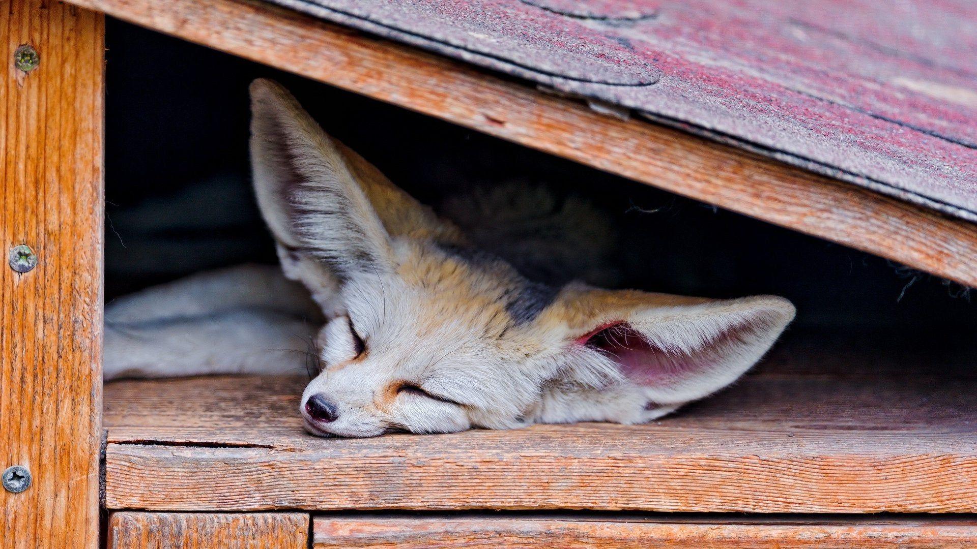 Desert Fox Wallpapers - Top Free Desert Fox Backgrounds - WallpaperAccess