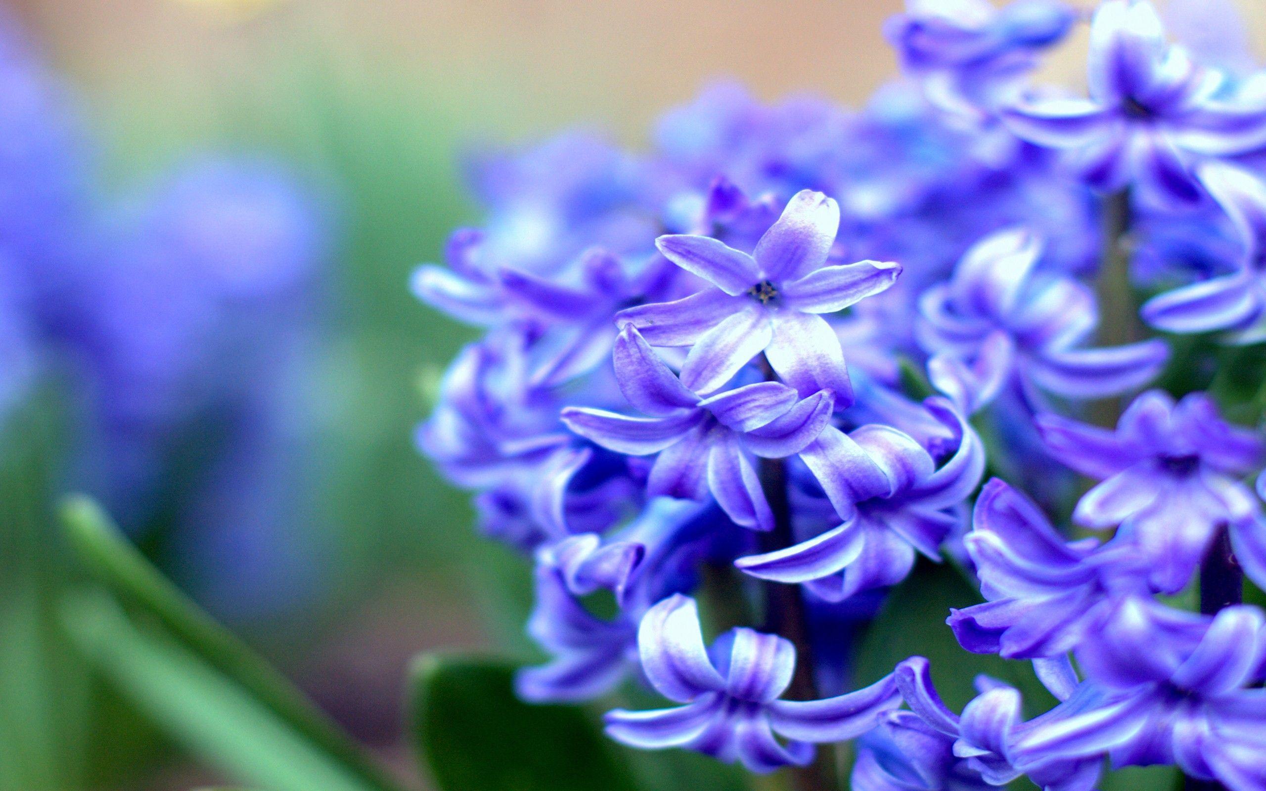 Hyacinth Wallpapers - Top Free Hyacinth Backgrounds - WallpaperAccess