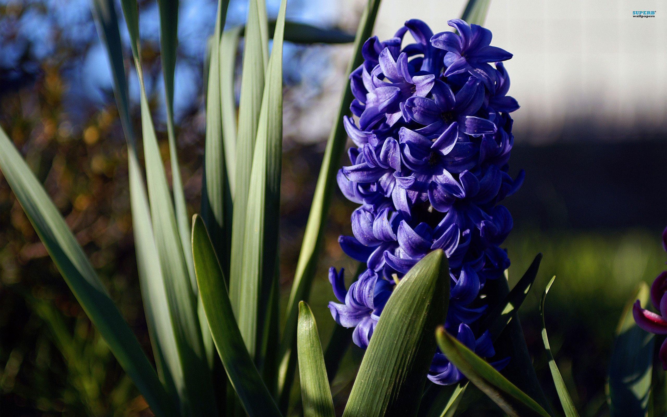 Hyacinth Wallpapers - Top Free Hyacinth Backgrounds - WallpaperAccess