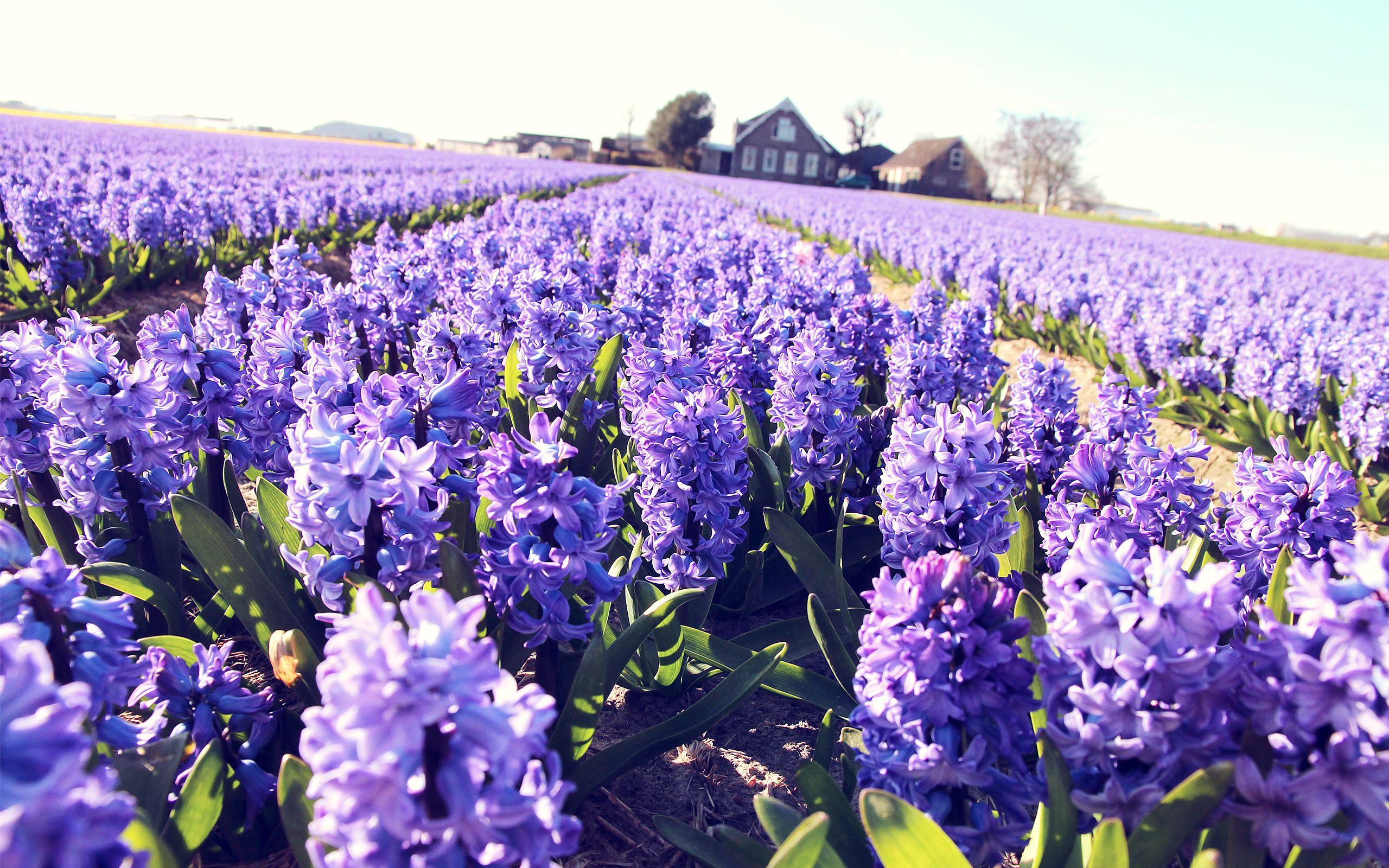 Hyacinth Wallpapers - Top Free Hyacinth Backgrounds - WallpaperAccess