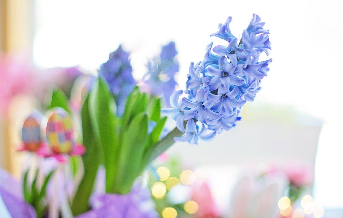 Hyacinth Wallpapers - Top Free Hyacinth Backgrounds - WallpaperAccess