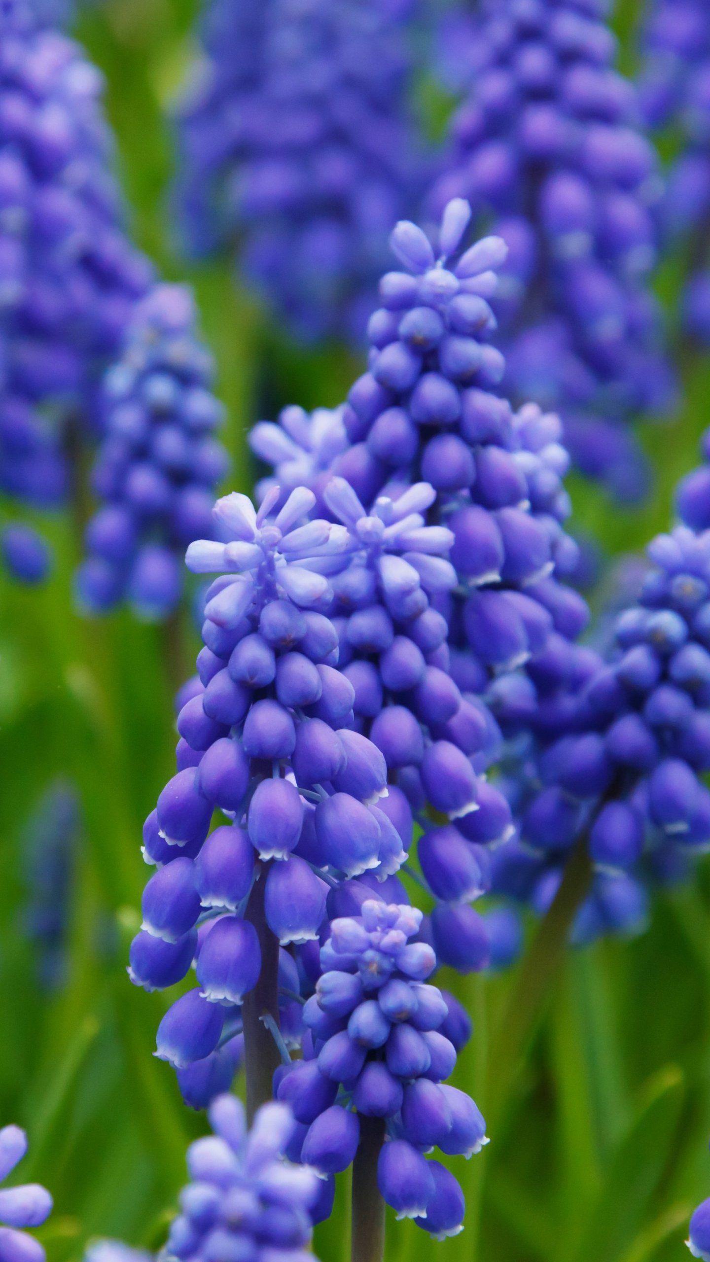 Hyacinth Wallpapers - Top Free Hyacinth Backgrounds - WallpaperAccess