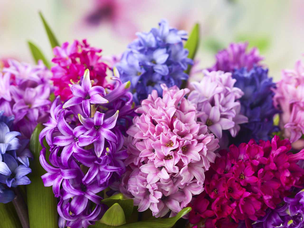 Hyacinth Wallpapers - Top Free Hyacinth Backgrounds - WallpaperAccess
