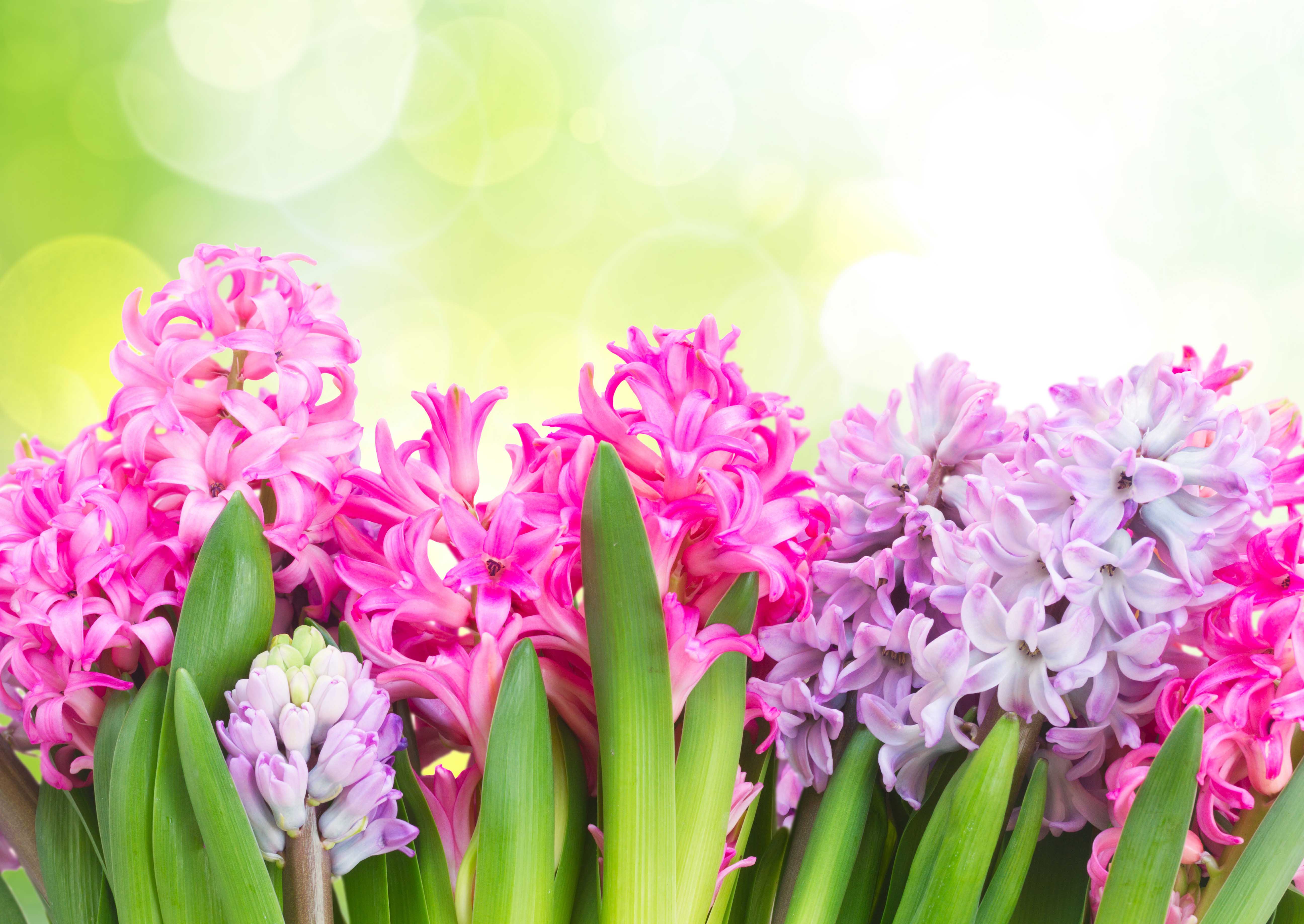 Hyacinth Wallpapers - Top Free Hyacinth Backgrounds - WallpaperAccess