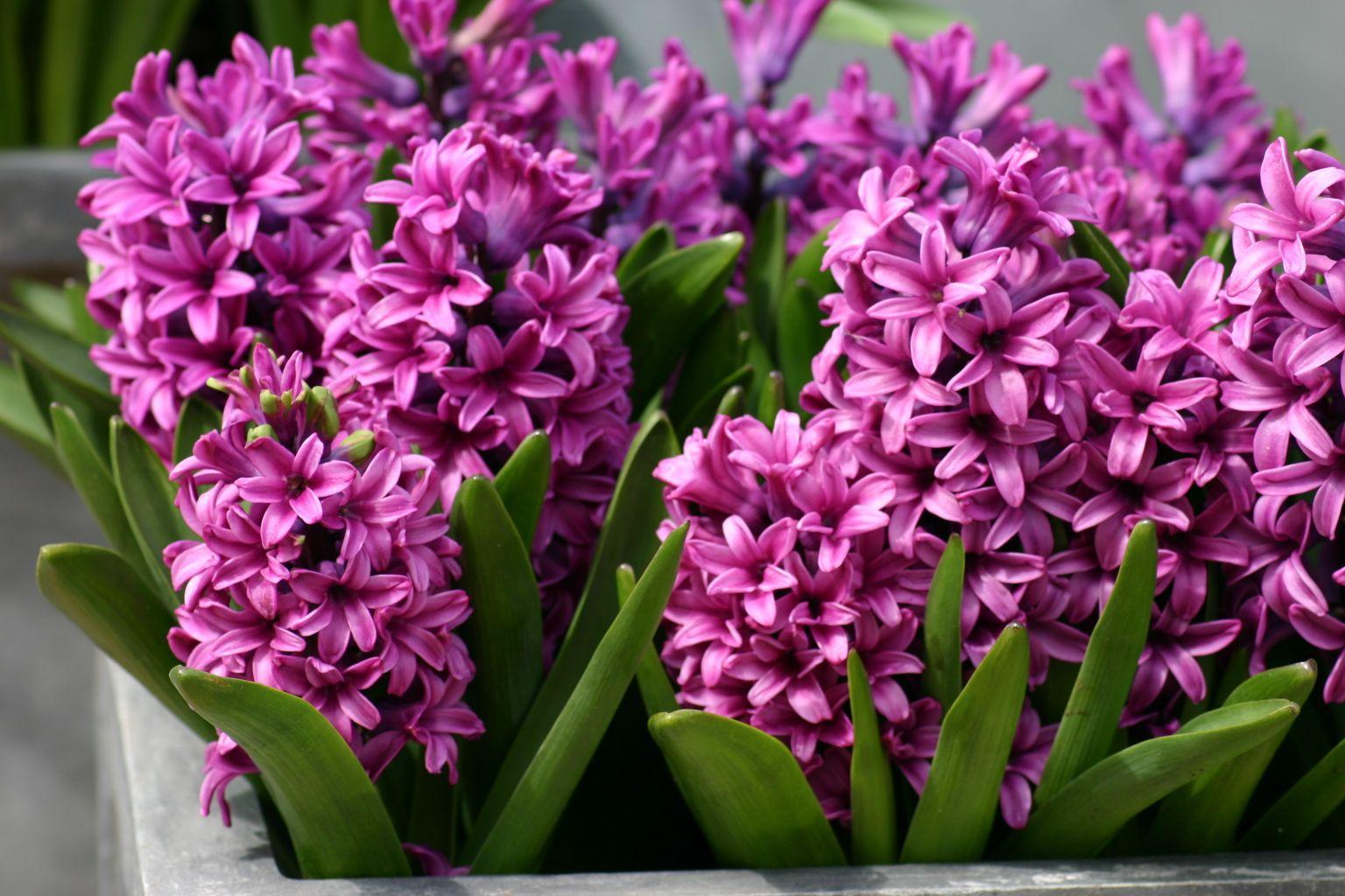 Hyacinth Wallpapers - Top Free Hyacinth Backgrounds - WallpaperAccess
