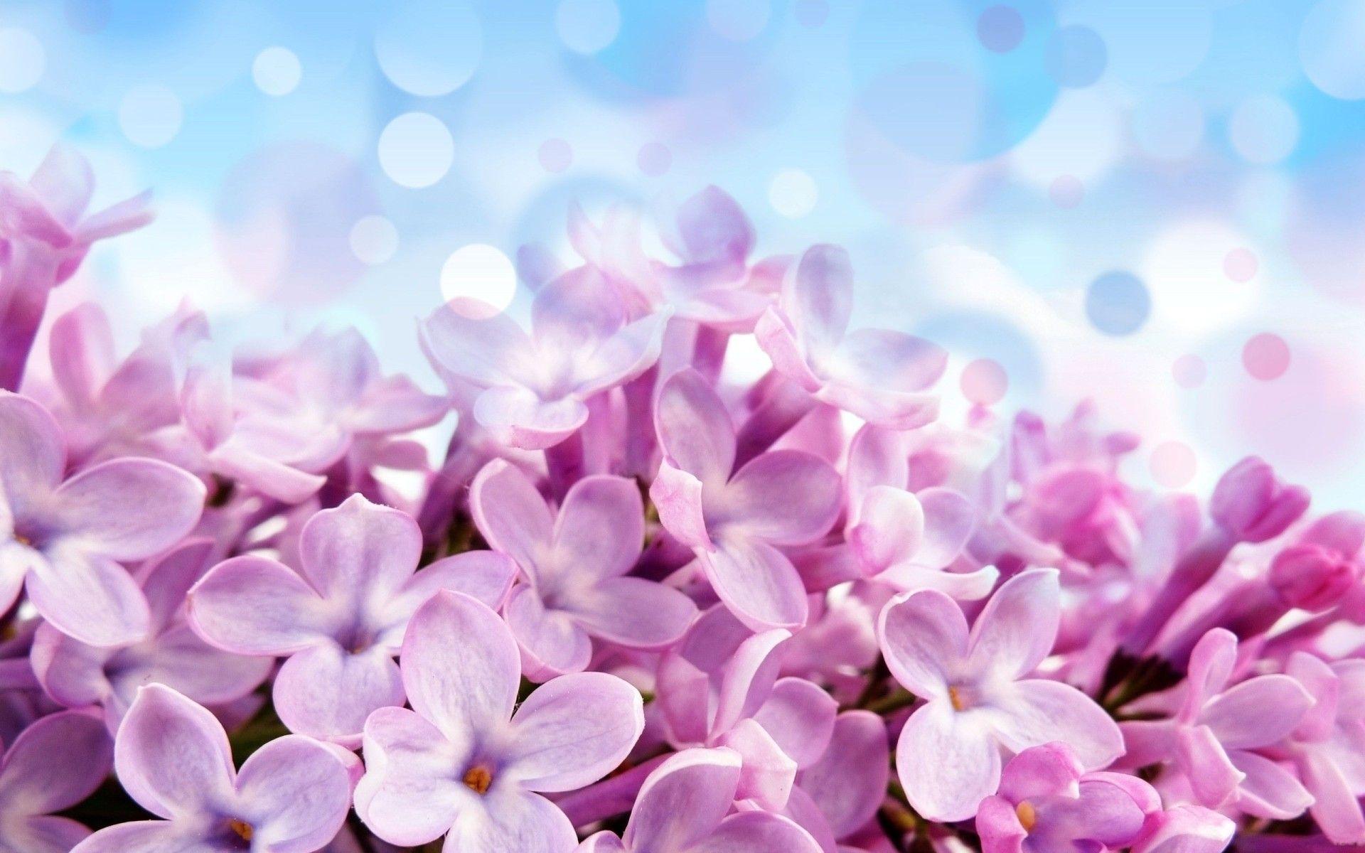 Hyacinth Wallpapers - Top Free Hyacinth Backgrounds - WallpaperAccess
