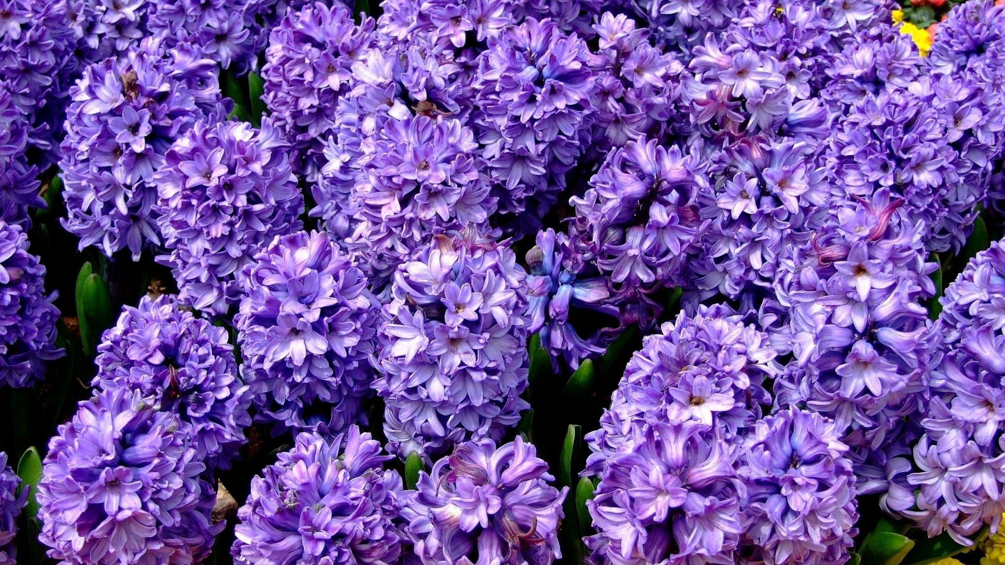 Hyacinth Wallpapers - Top Free Hyacinth Backgrounds - WallpaperAccess