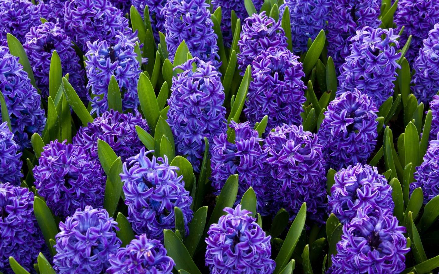 Hyacinth Wallpapers - Top Free Hyacinth Backgrounds - WallpaperAccess