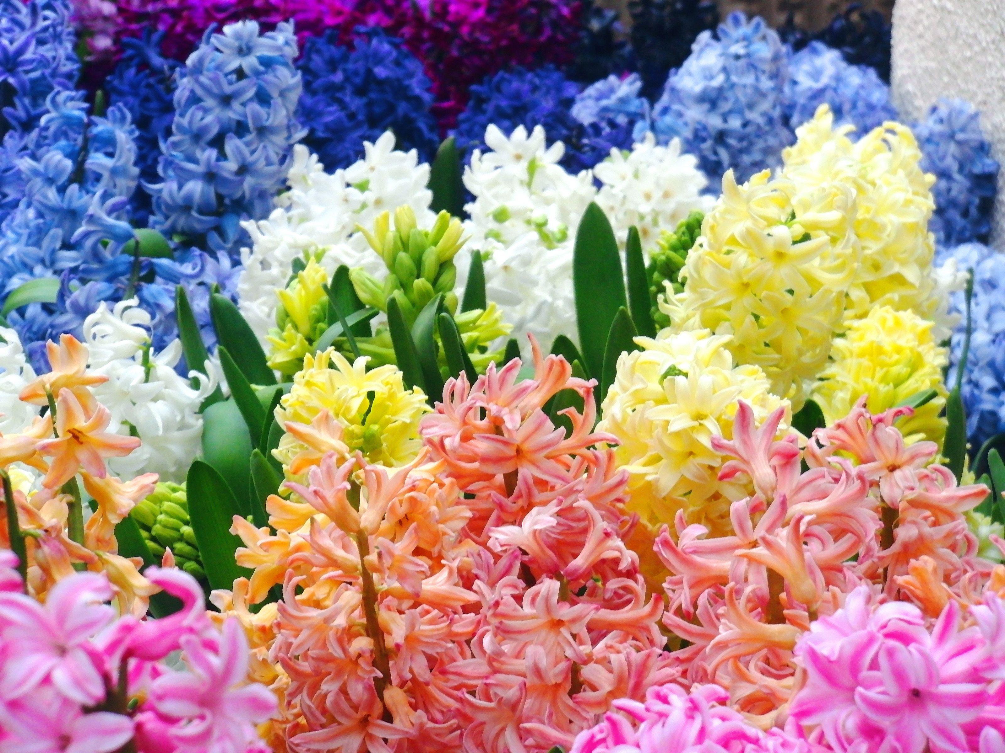Hyacinth Wallpapers - Top Free Hyacinth Backgrounds - WallpaperAccess
