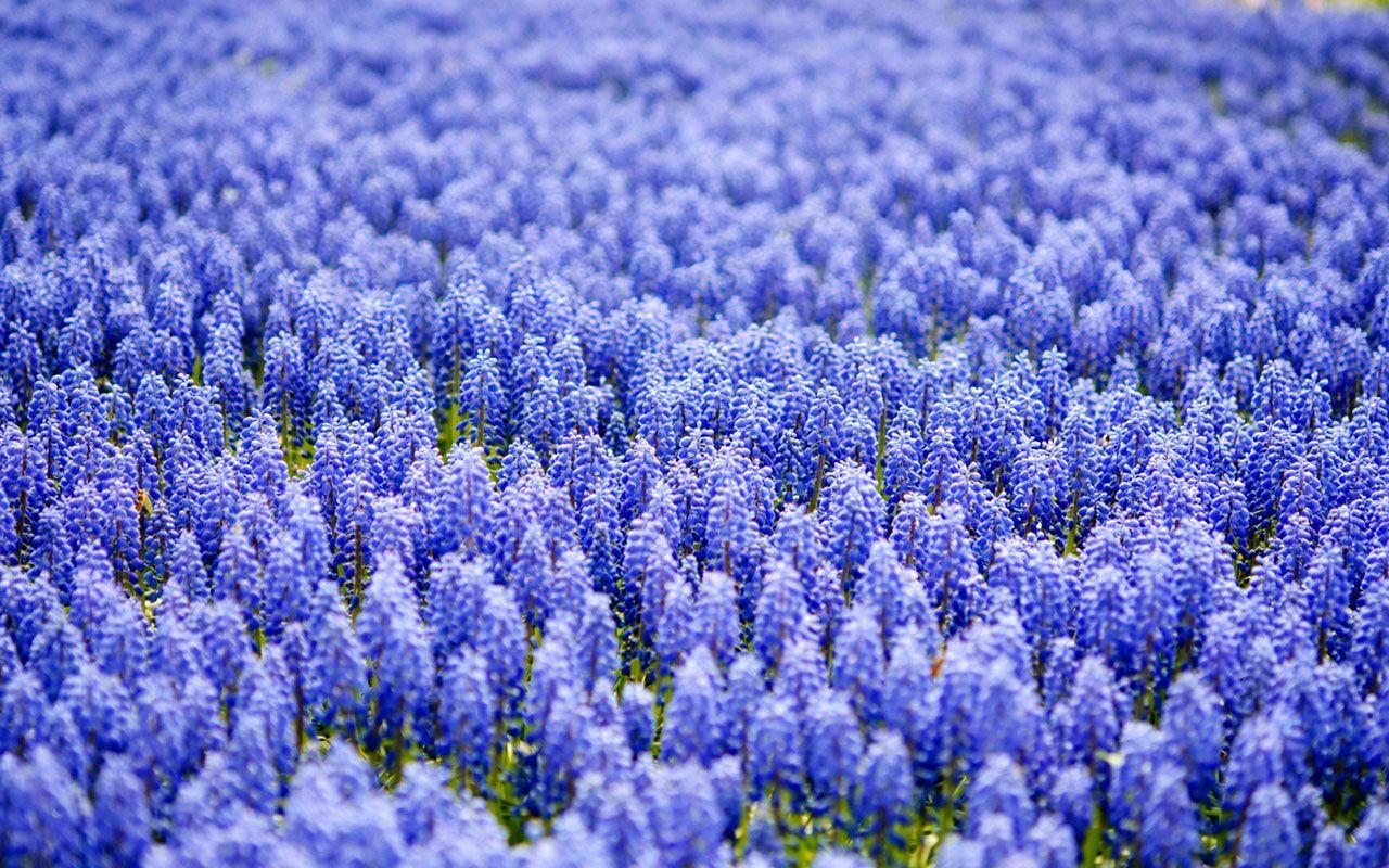 Hyacinth Wallpapers - Top Free Hyacinth Backgrounds - WallpaperAccess