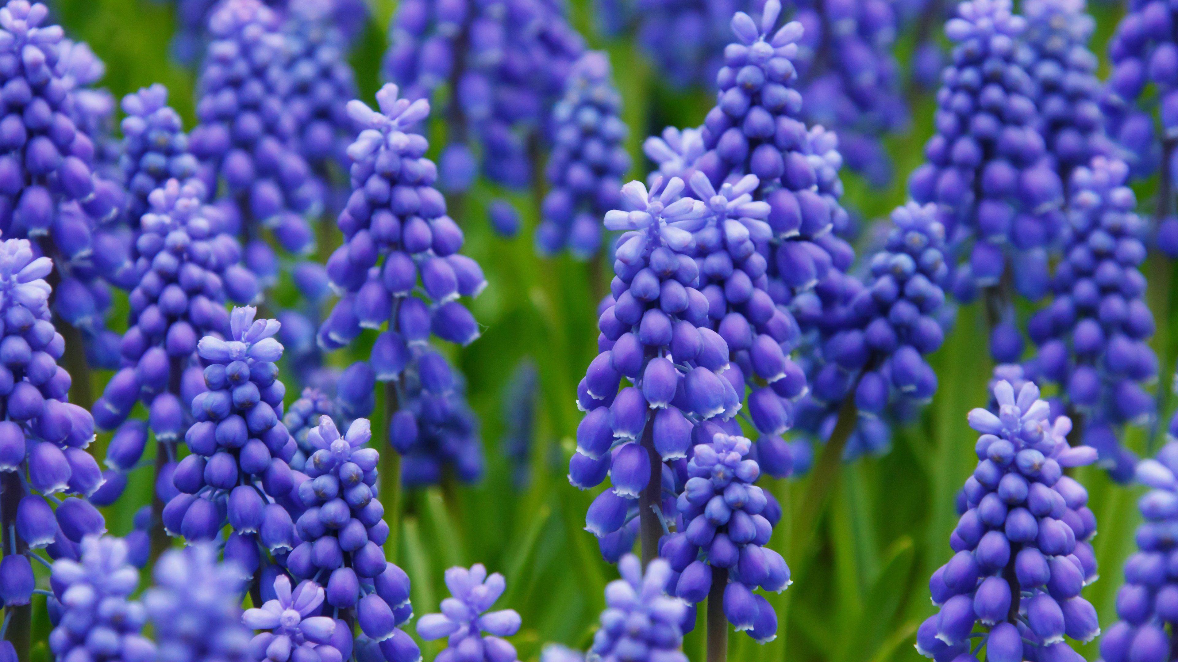Hyacinth Wallpapers - Top Free Hyacinth Backgrounds - WallpaperAccess