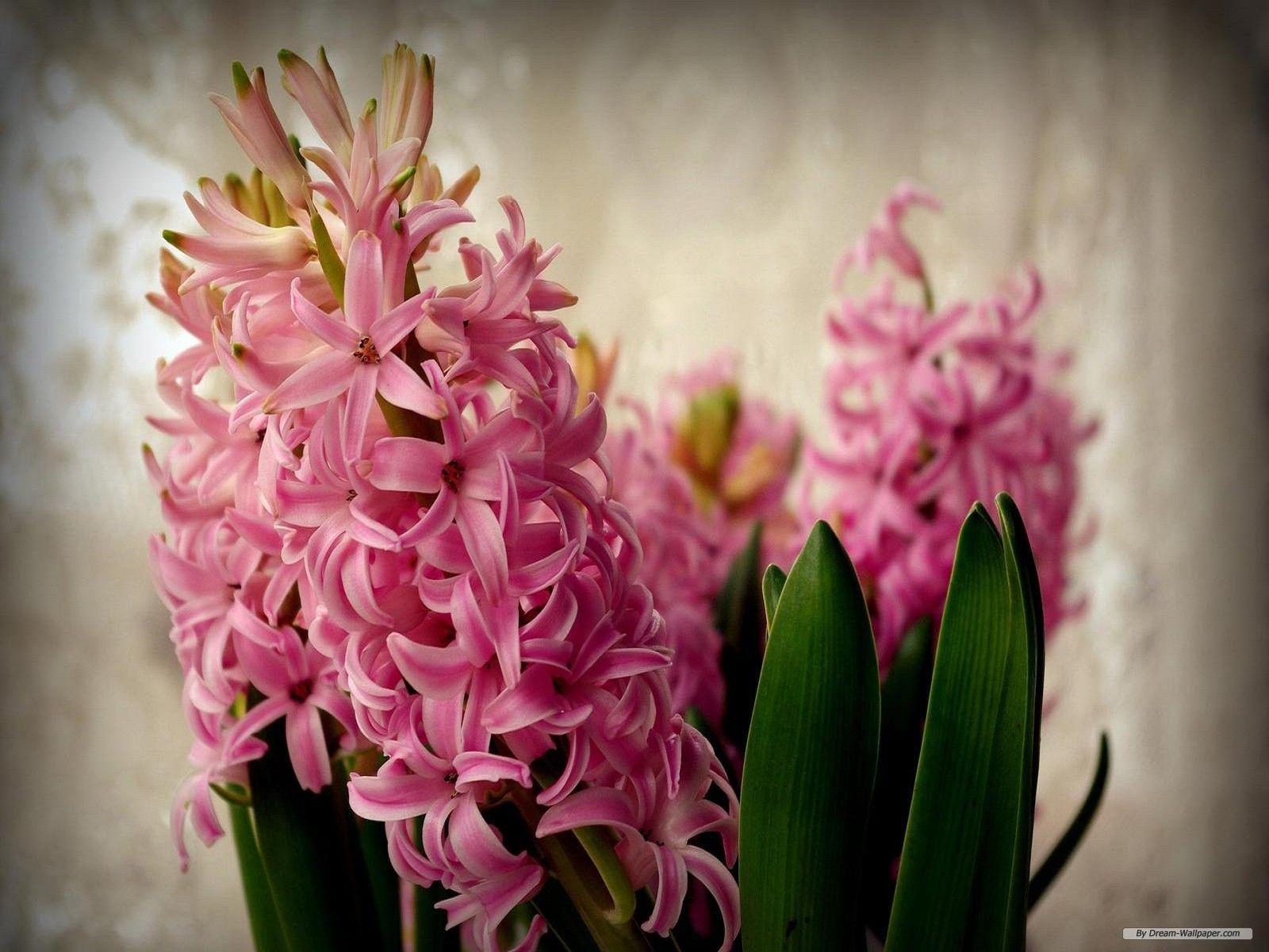 Hyacinth Wallpapers - Top Free Hyacinth Backgrounds - WallpaperAccess