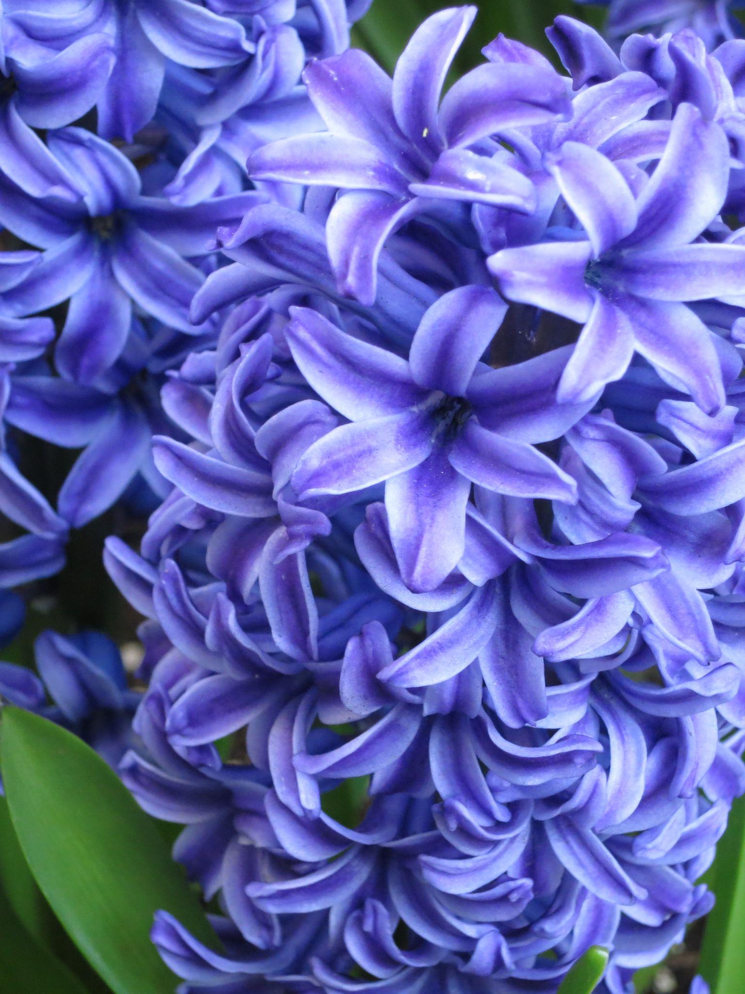 Hyacinth Wallpapers - Top Free Hyacinth Backgrounds - WallpaperAccess