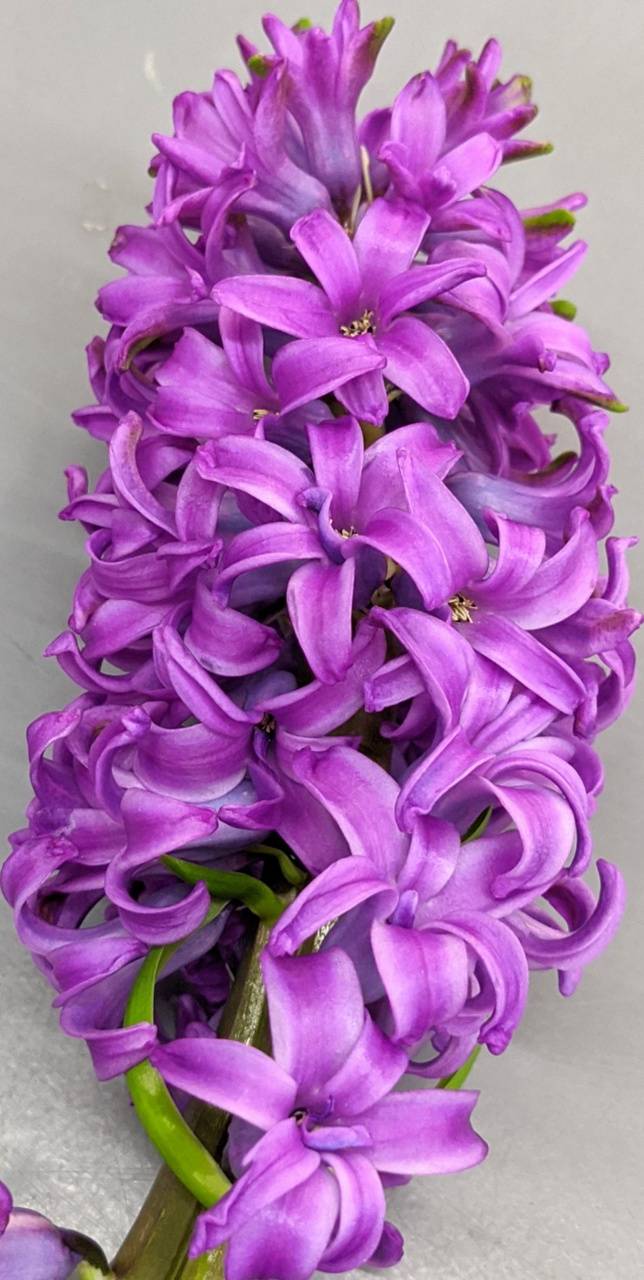 Hyacinth Wallpapers - Top Free Hyacinth Backgrounds - WallpaperAccess