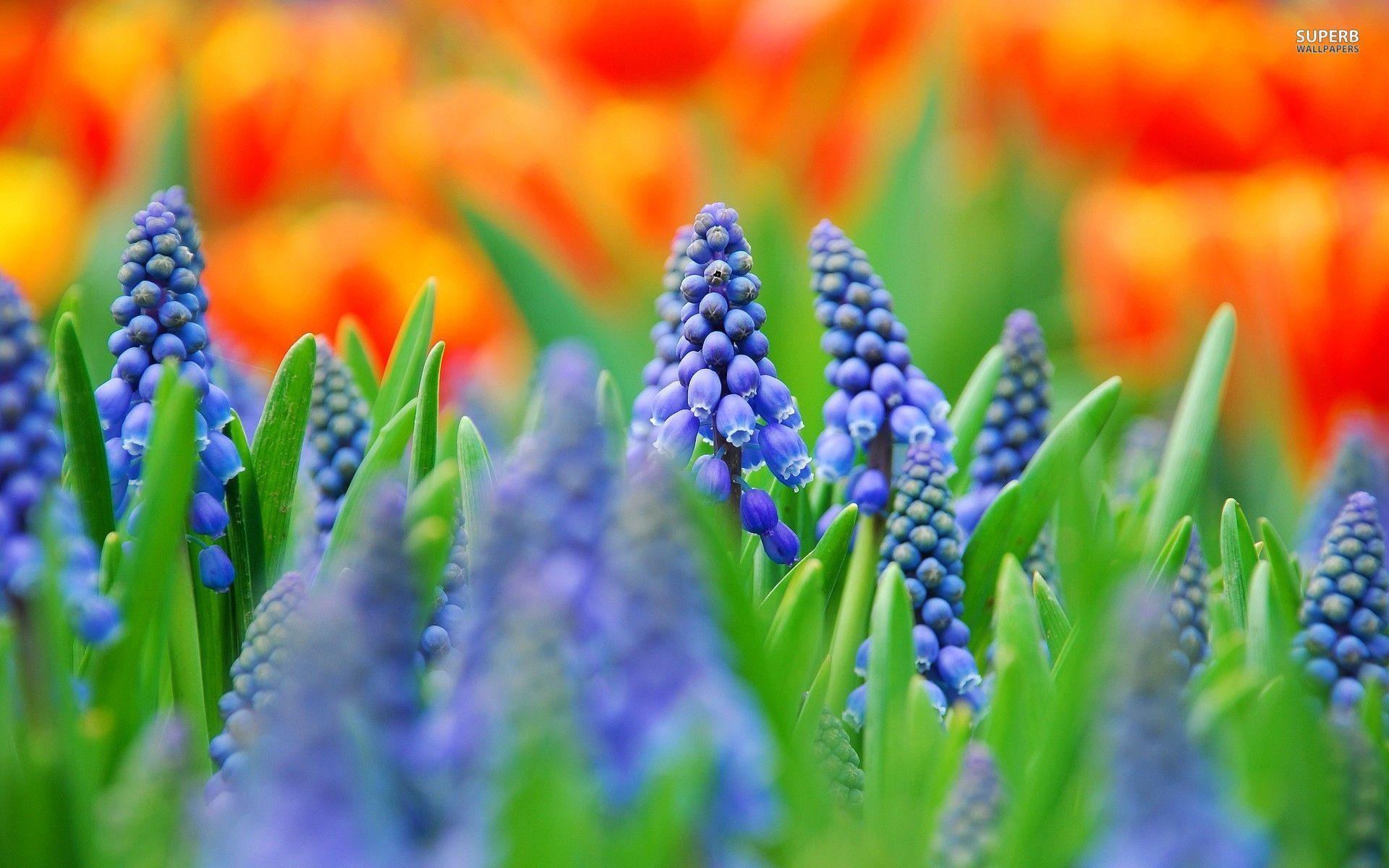 Hyacinth Wallpapers - Top Free Hyacinth Backgrounds - WallpaperAccess