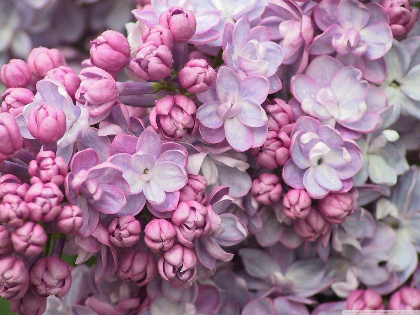Hyacinth Wallpapers - Top Free Hyacinth Backgrounds - WallpaperAccess