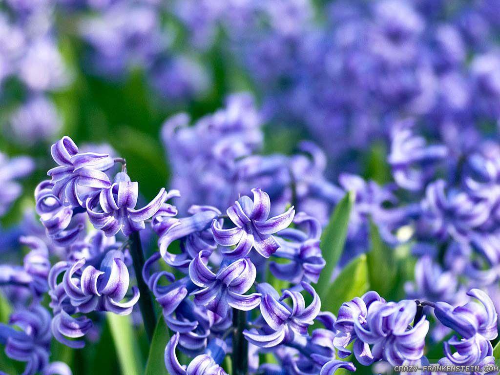 Hyacinth Wallpapers - Top Free Hyacinth Backgrounds - WallpaperAccess