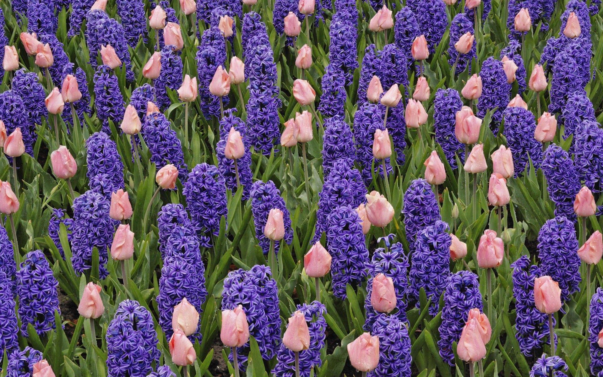 Hyacinth Wallpapers - Top Free Hyacinth Backgrounds - WallpaperAccess