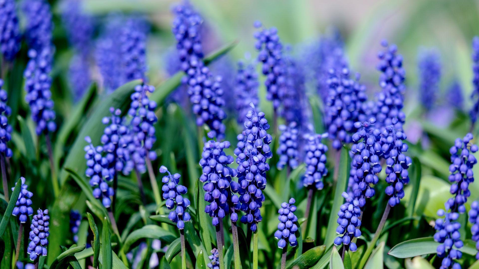 Hyacinth Wallpapers - Top Free Hyacinth Backgrounds - WallpaperAccess
