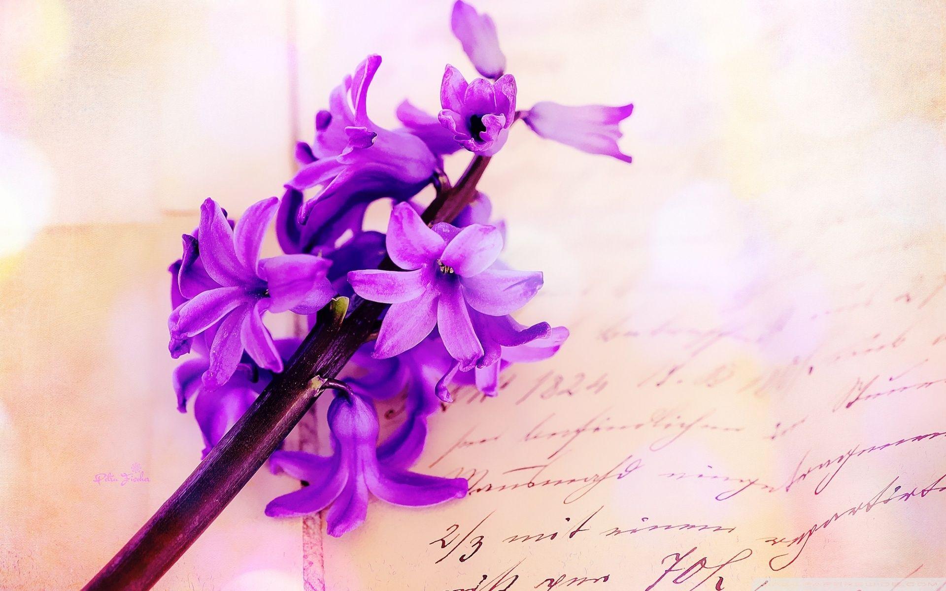 Hyacinth Wallpapers - Top Free Hyacinth Backgrounds - WallpaperAccess