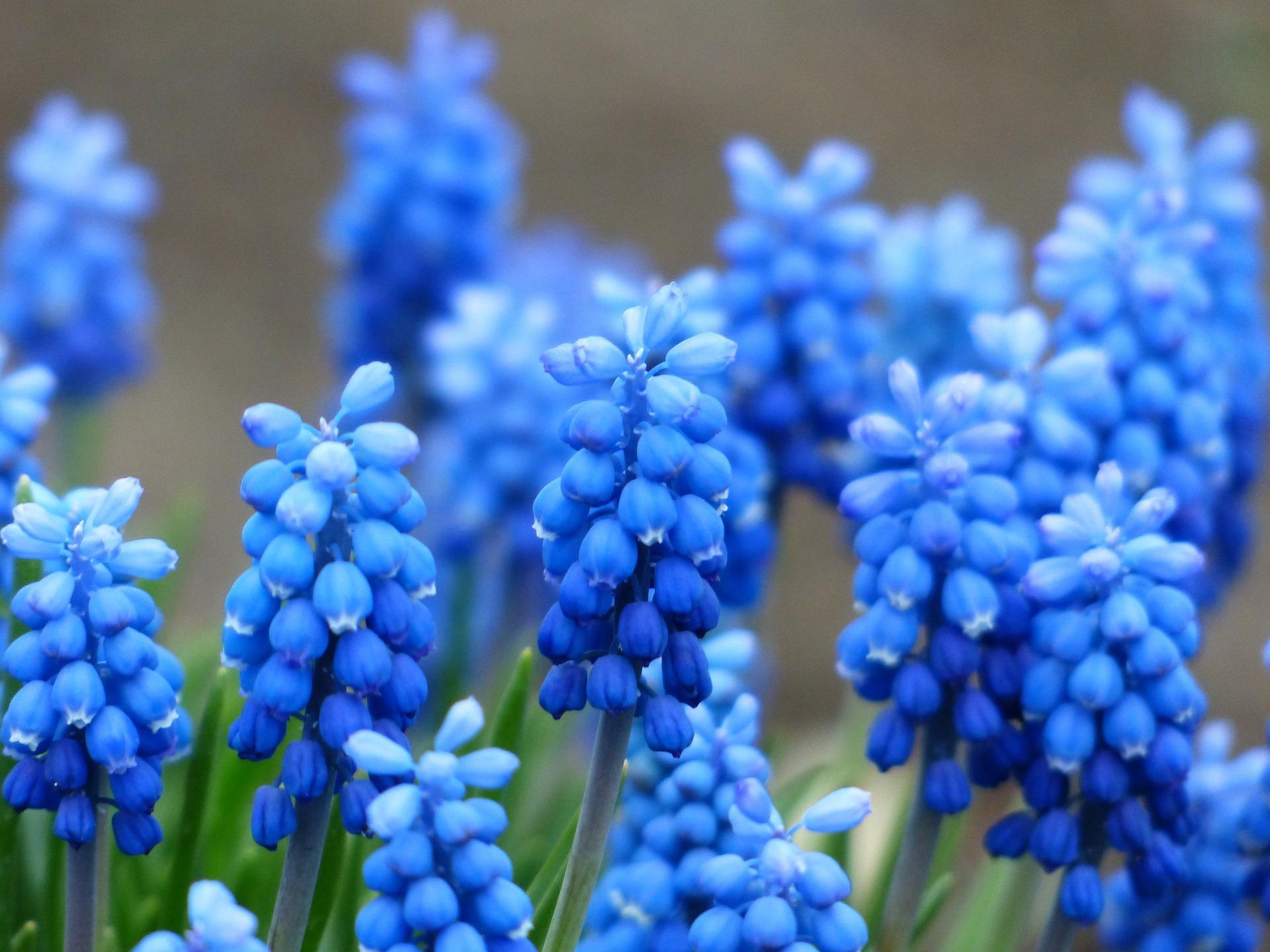Hyacinth Wallpapers - Top Free Hyacinth Backgrounds - WallpaperAccess