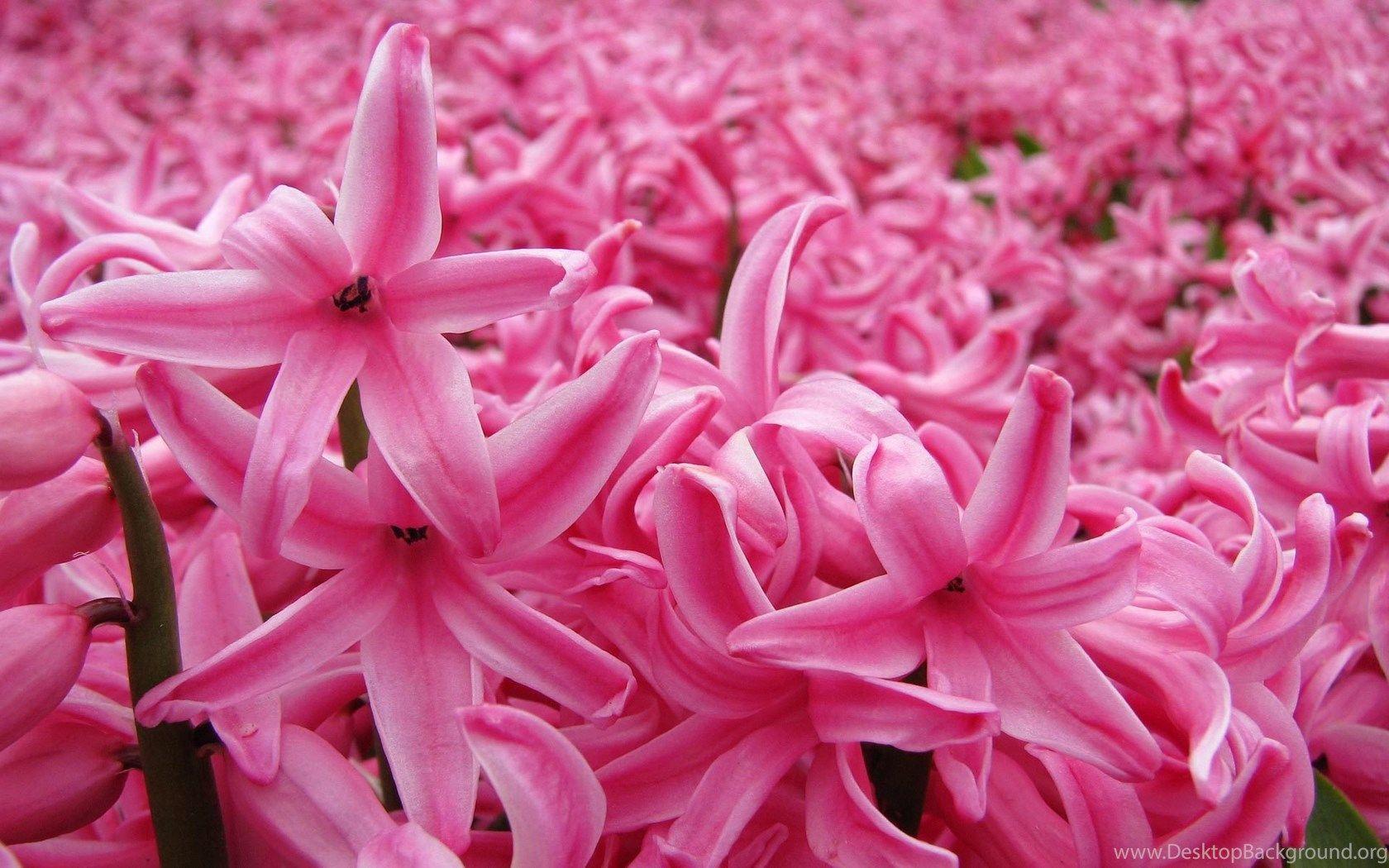 Hyacinth Wallpapers - Top Free Hyacinth Backgrounds - WallpaperAccess