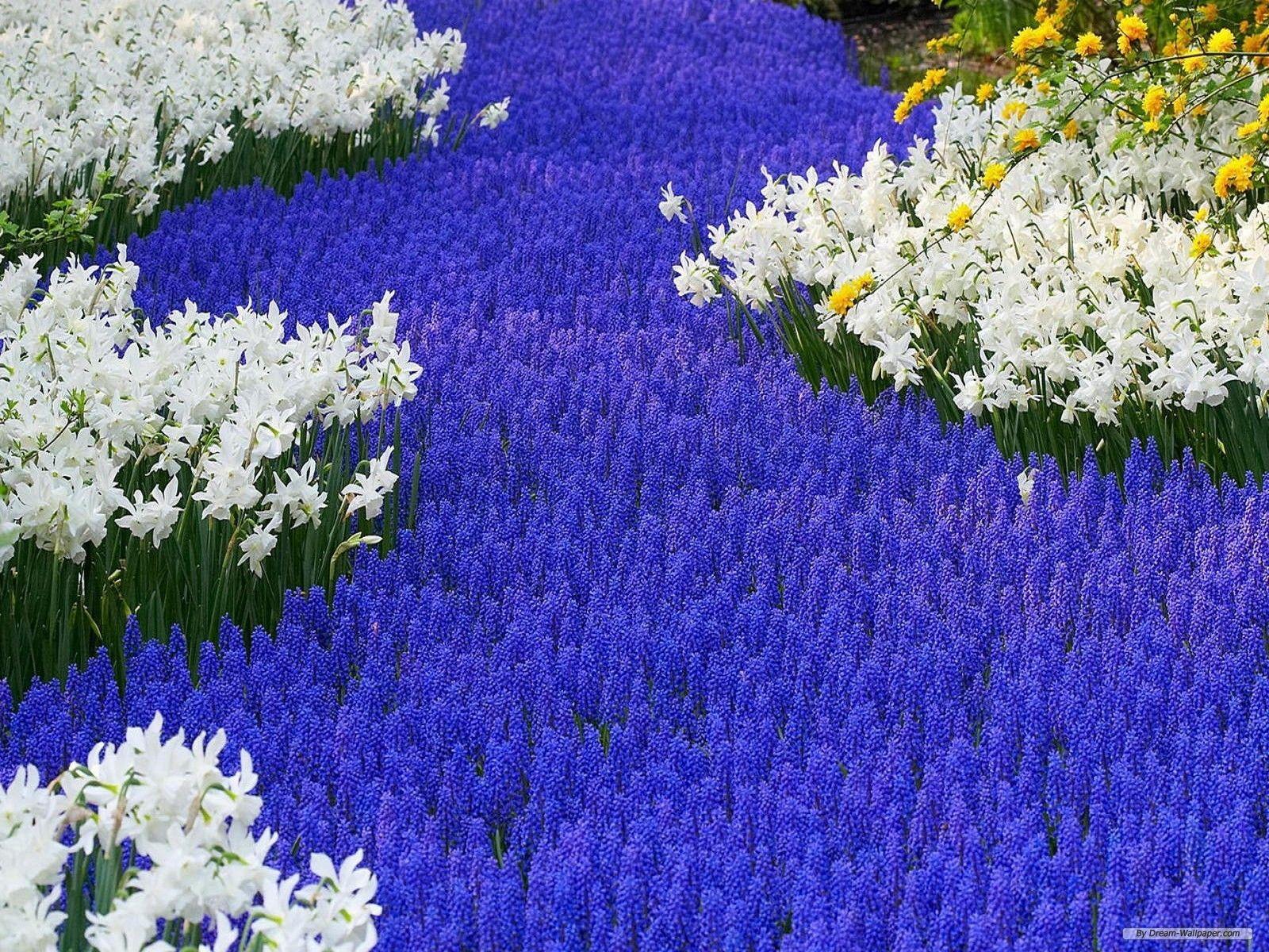 Hyacinth Wallpapers - Top Free Hyacinth Backgrounds - WallpaperAccess