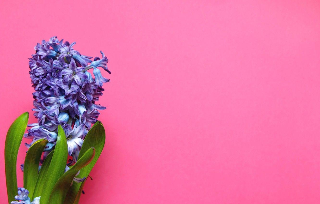 Hyacinth Wallpapers - Top Free Hyacinth Backgrounds - WallpaperAccess