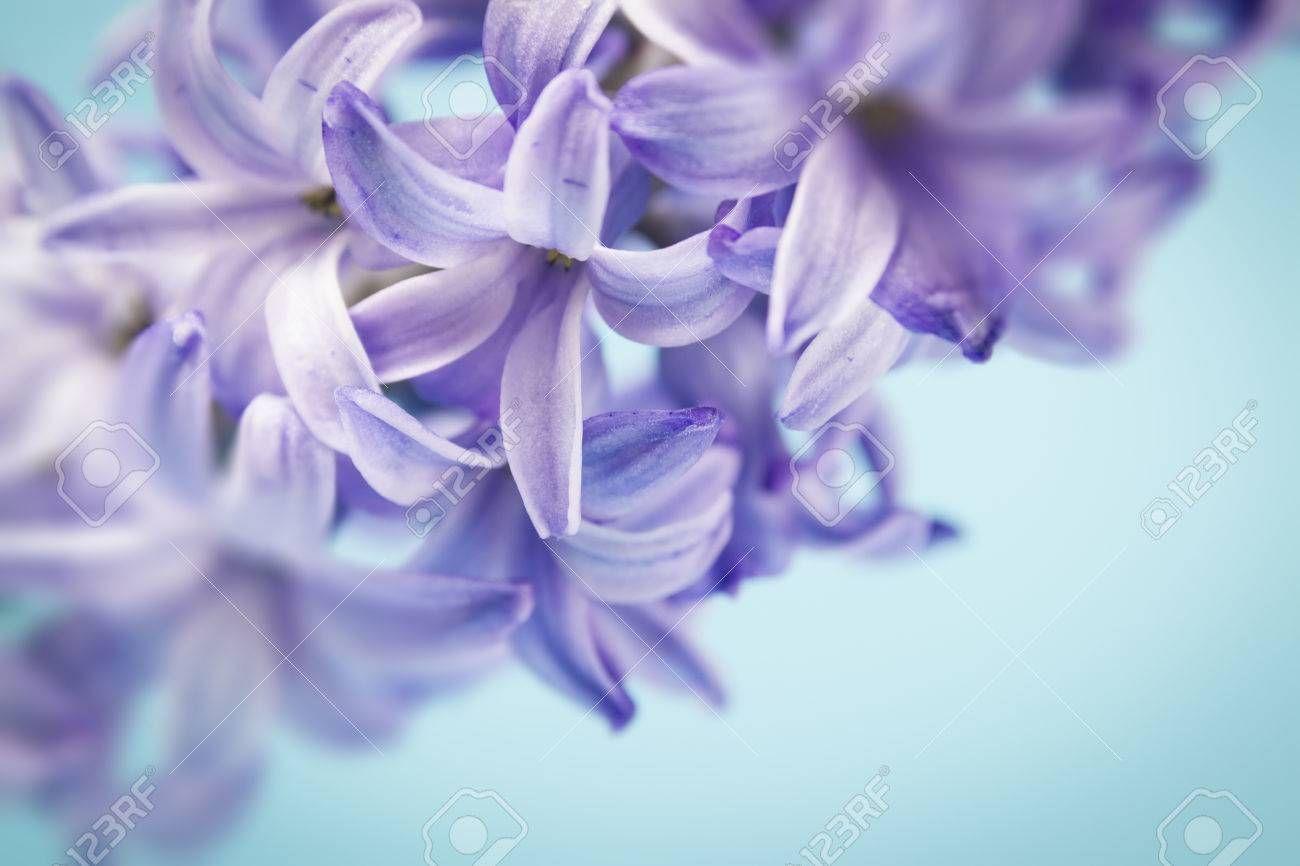 Hyacinth Wallpapers - Top Free Hyacinth Backgrounds - WallpaperAccess