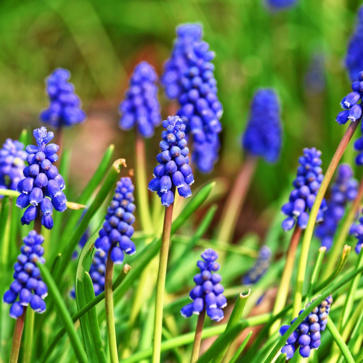 Hyacinth Wallpapers - Top Free Hyacinth Backgrounds - WallpaperAccess