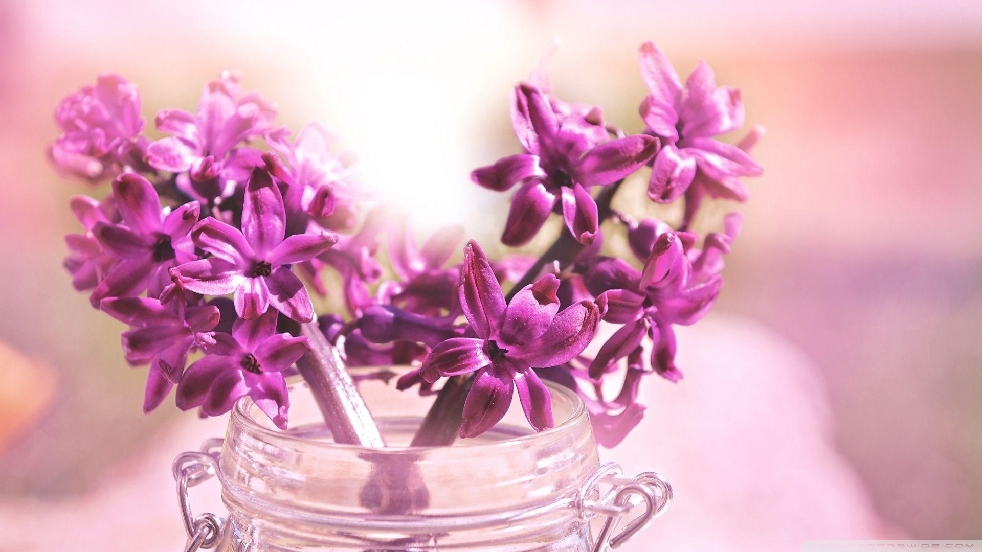 Hyacinth Wallpapers - Top Free Hyacinth Backgrounds - WallpaperAccess