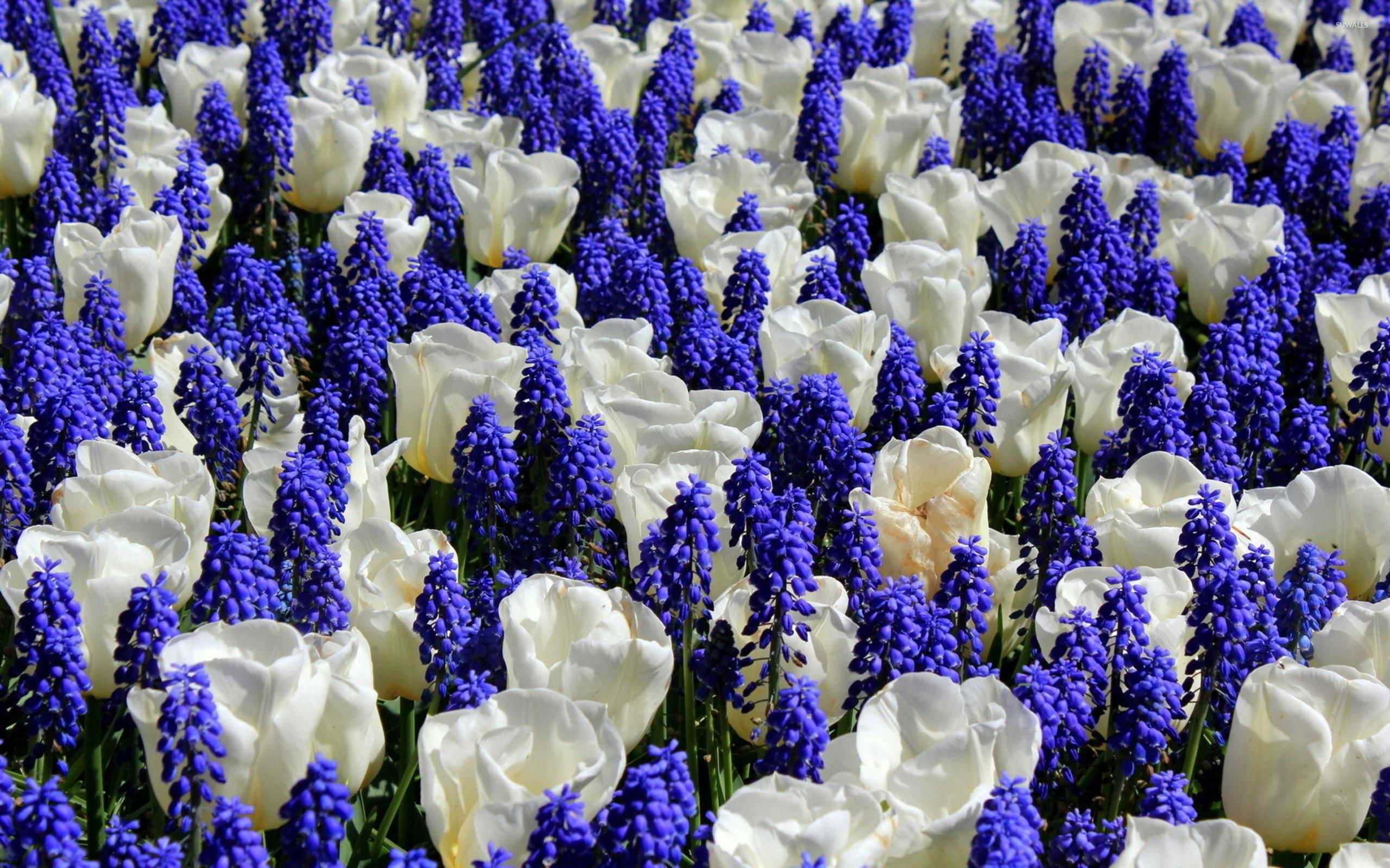 Hyacinth Wallpapers - Top Free Hyacinth Backgrounds - WallpaperAccess