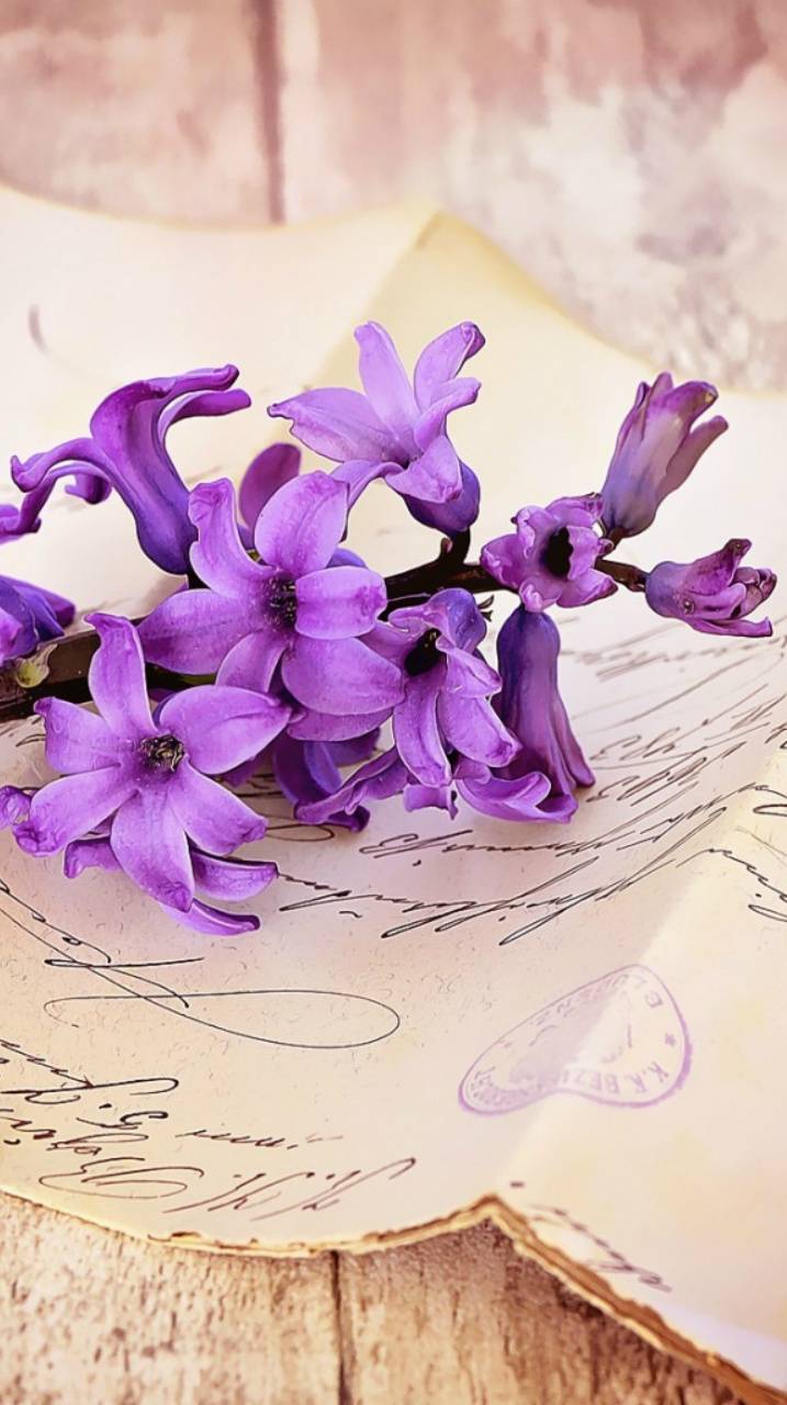 Hyacinth Wallpapers - Top Free Hyacinth Backgrounds - WallpaperAccess