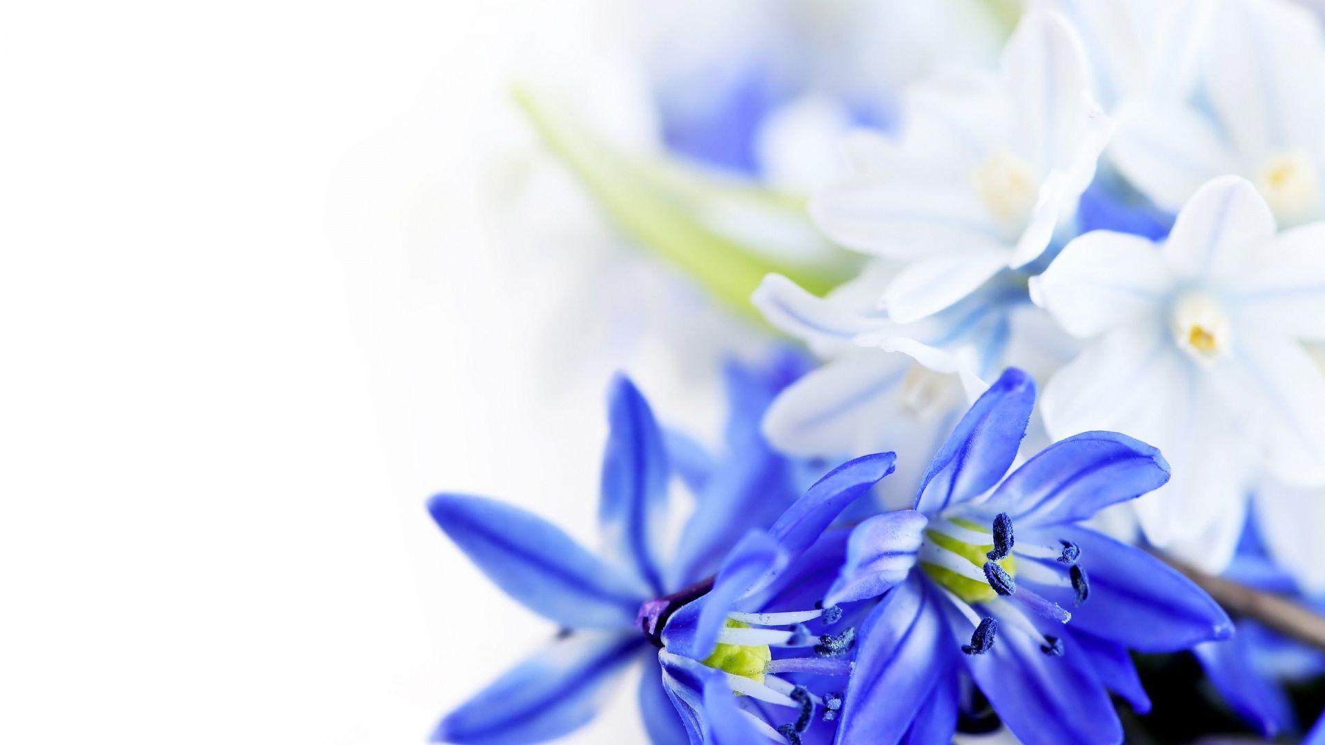 Hyacinth Wallpapers - Top Free Hyacinth Backgrounds - WallpaperAccess