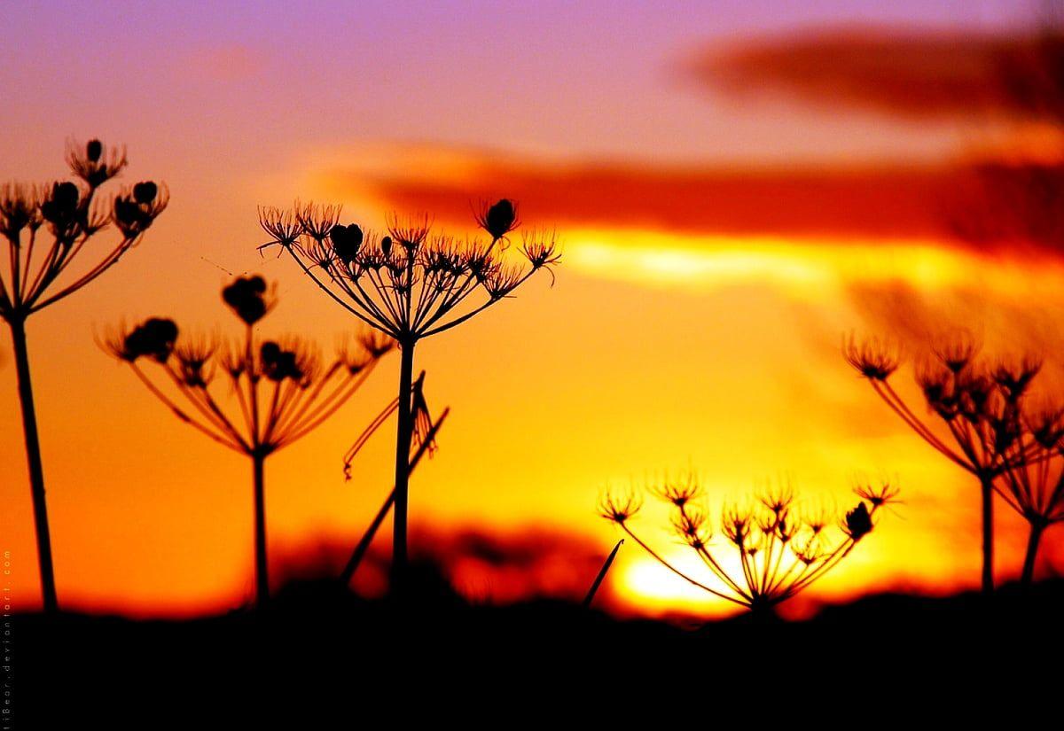 Yellow Sunset Wallpapers - Top Free Yellow Sunset Backgrounds ...