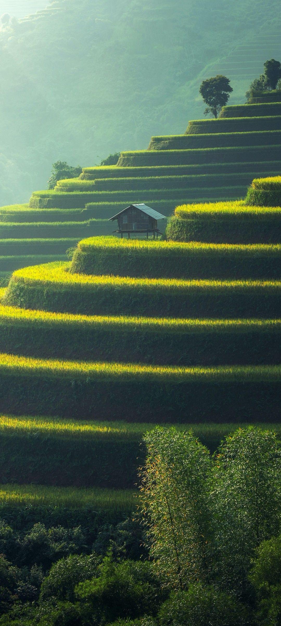 Ricefield Wallpapers - Top Free Ricefield Backgrounds - WallpaperAccess