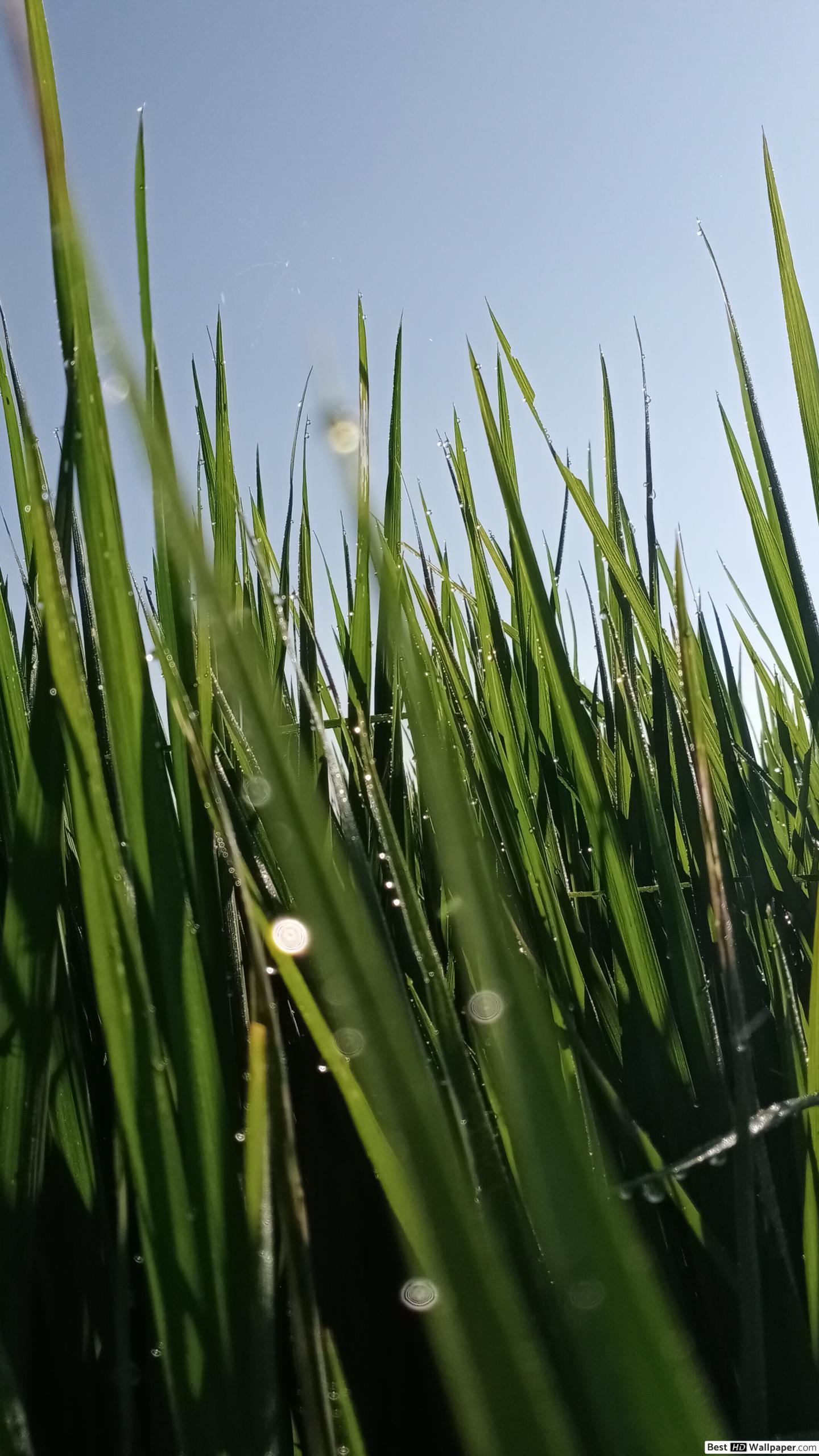 Paddy Field Wallpapers - Top Free Paddy Field Backgrounds - WallpaperAccess