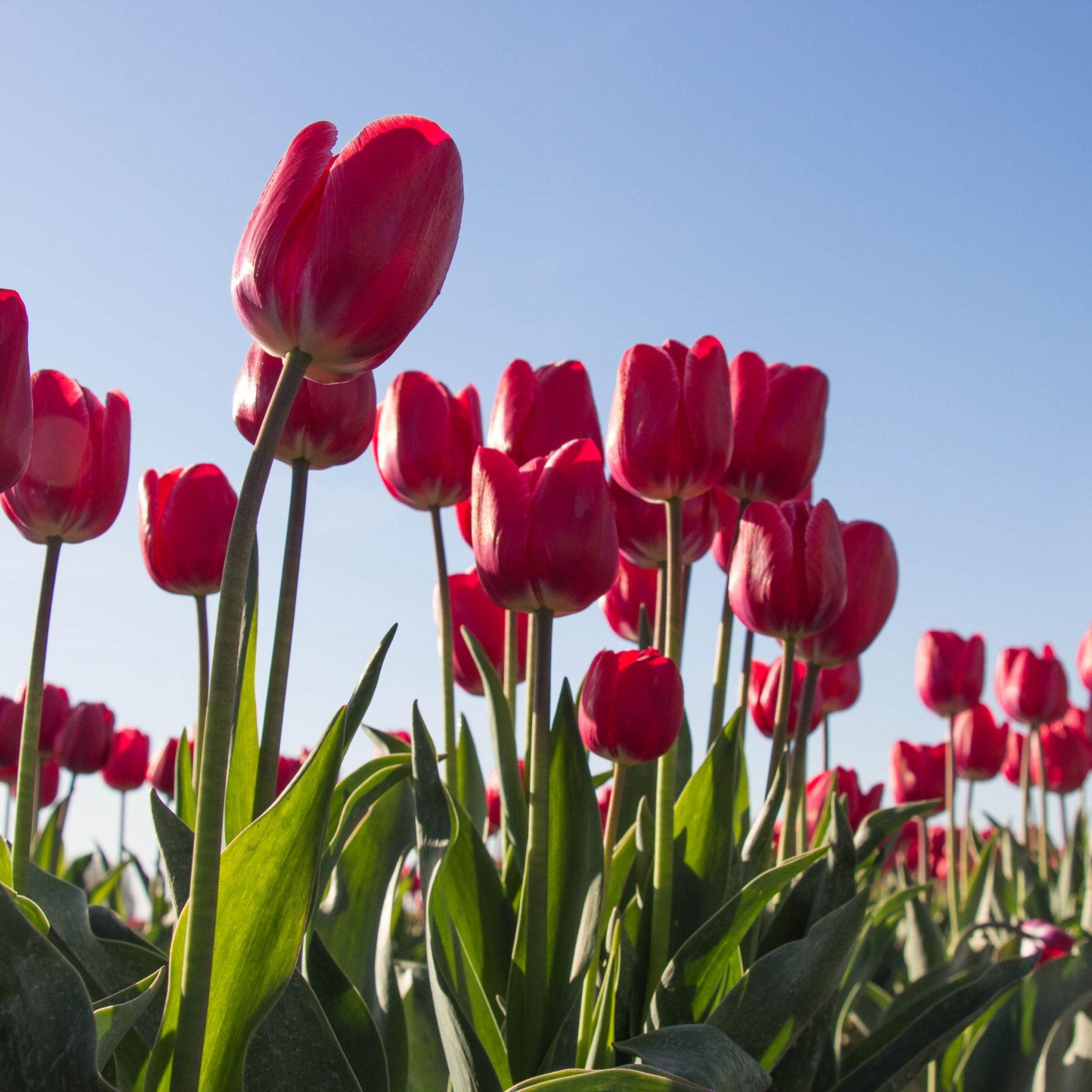 Red Tulips Wallpapers - Top Free Red Tulips Backgrounds - WallpaperAccess