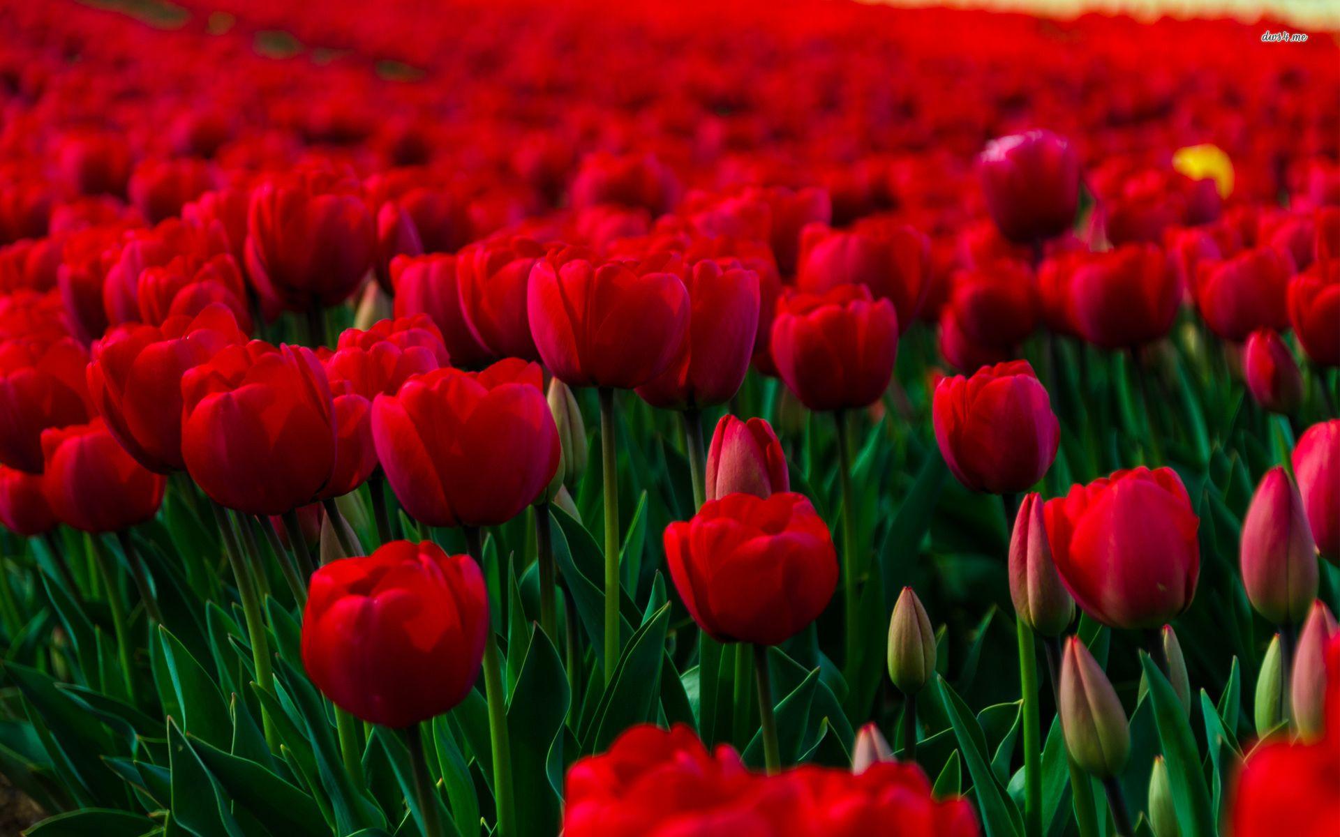 Red Tulip Wallpapers - Top Free Red Tulip Backgrounds - WallpaperAccess