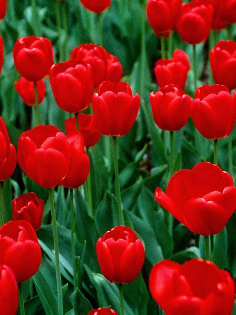 Red Tulip Wallpapers - Top Free Red Tulip Backgrounds - WallpaperAccess