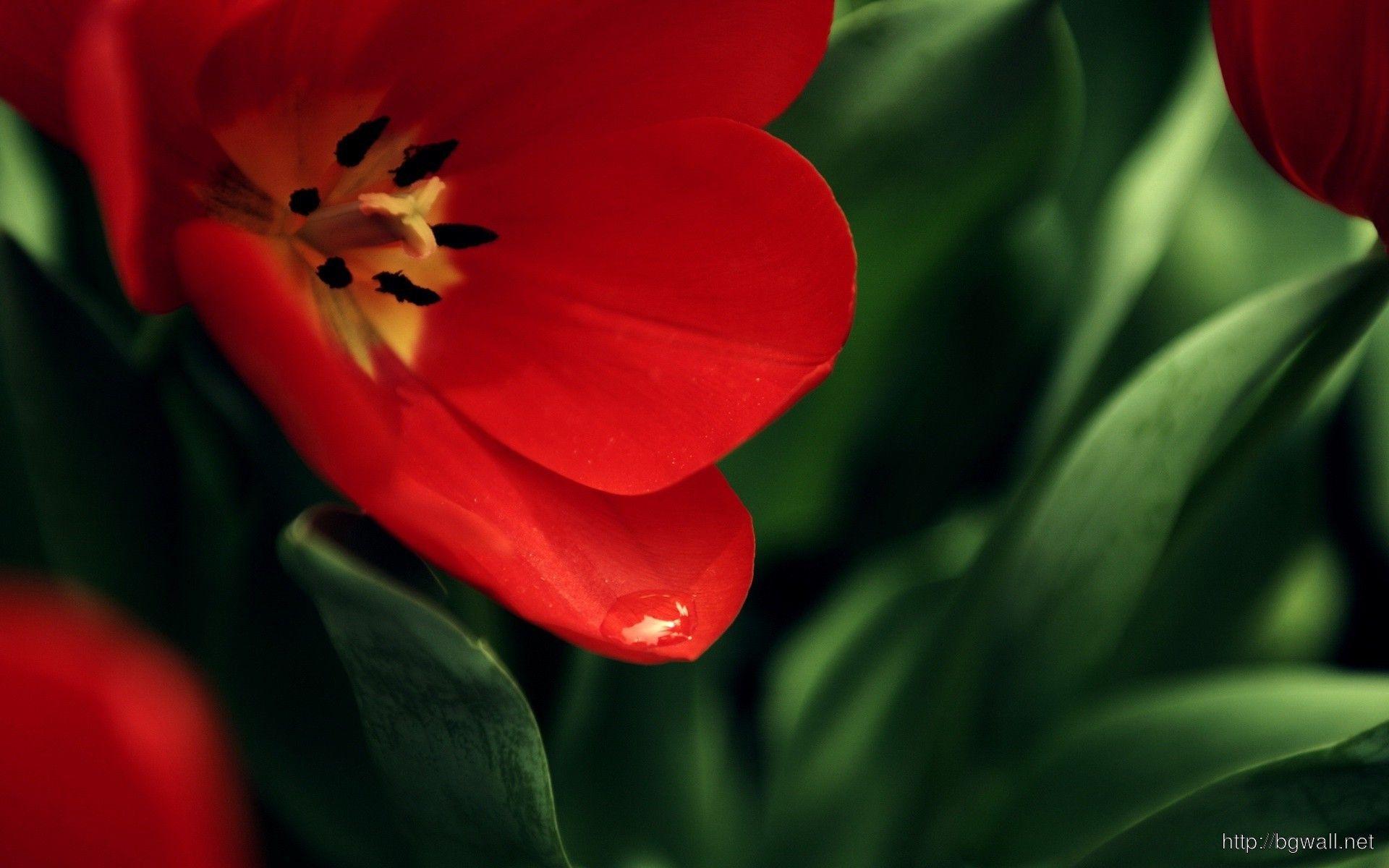 Red Tulip Wallpapers - Top Free Red Tulip Backgrounds - WallpaperAccess
