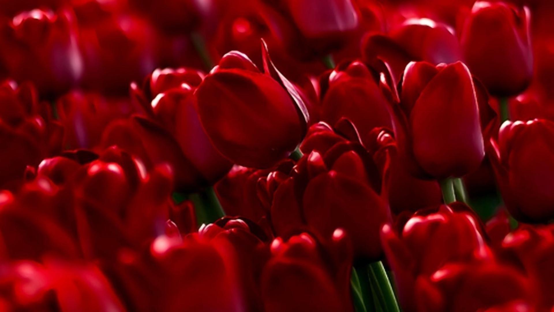 Red Tulips Wallpapers - Top Free Red Tulips Backgrounds - WallpaperAccess