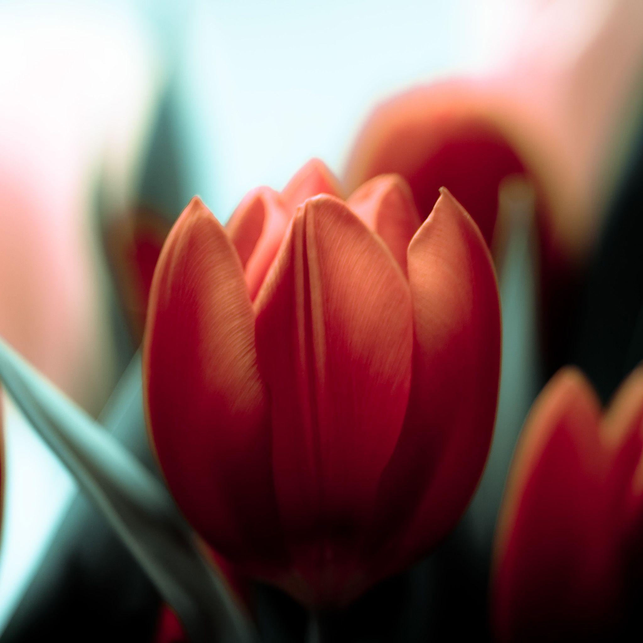 Red Tulip Wallpapers - Top Free Red Tulip Backgrounds - WallpaperAccess