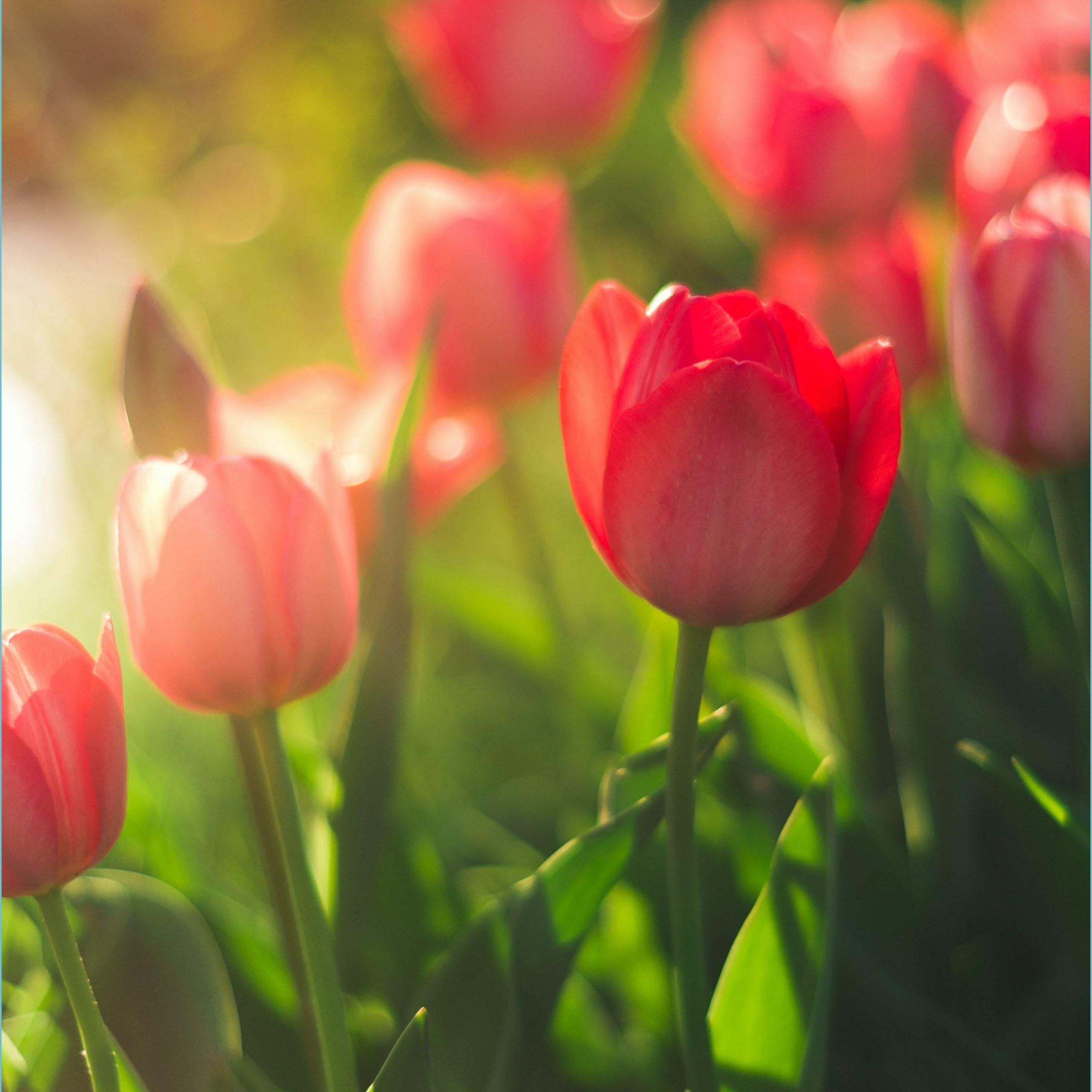 Red Tulip Wallpapers - Top Free Red Tulip Backgrounds - WallpaperAccess