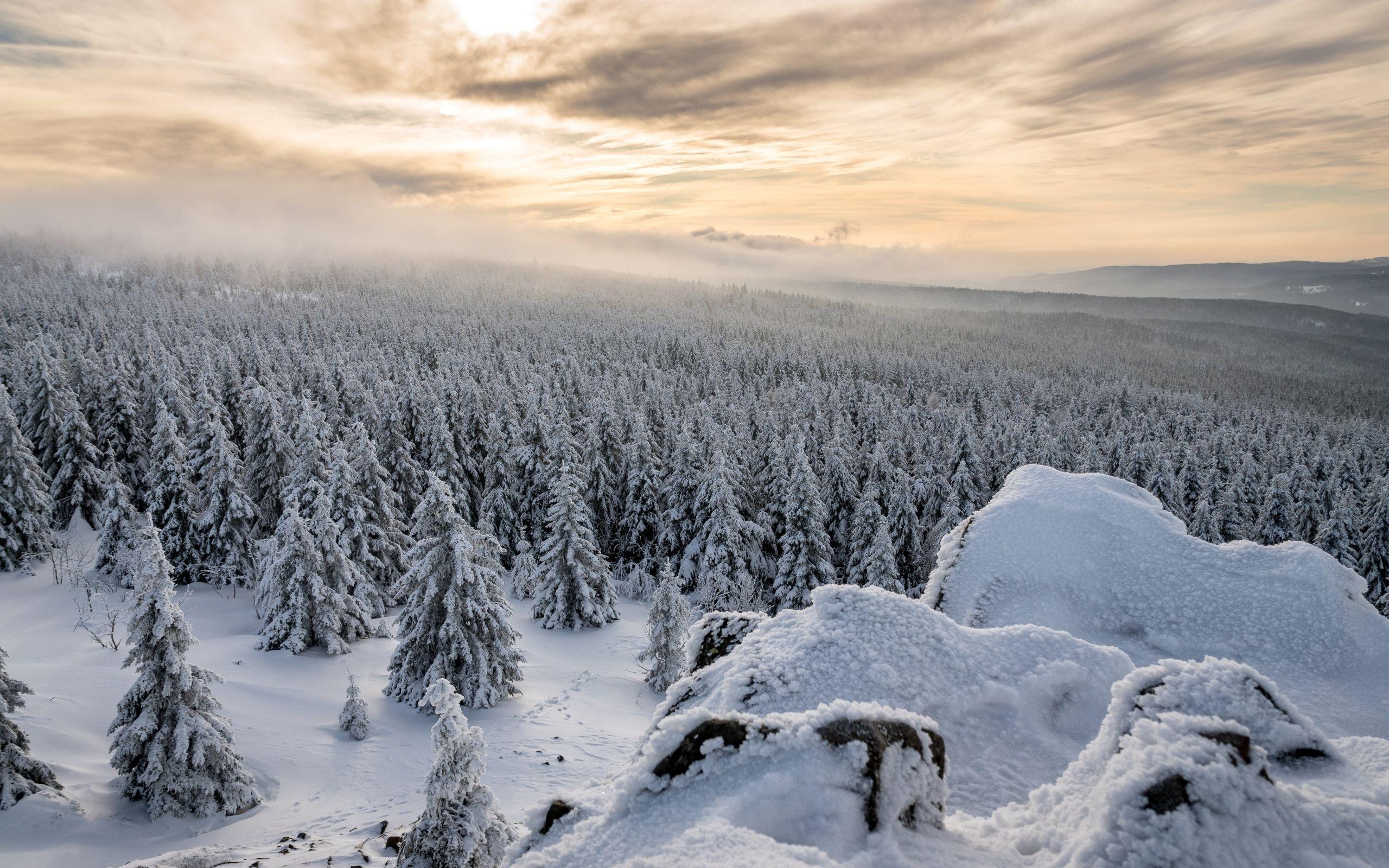 Snowy Forest Landscape Wallpapers - Top Free Snowy Forest Landscape ...